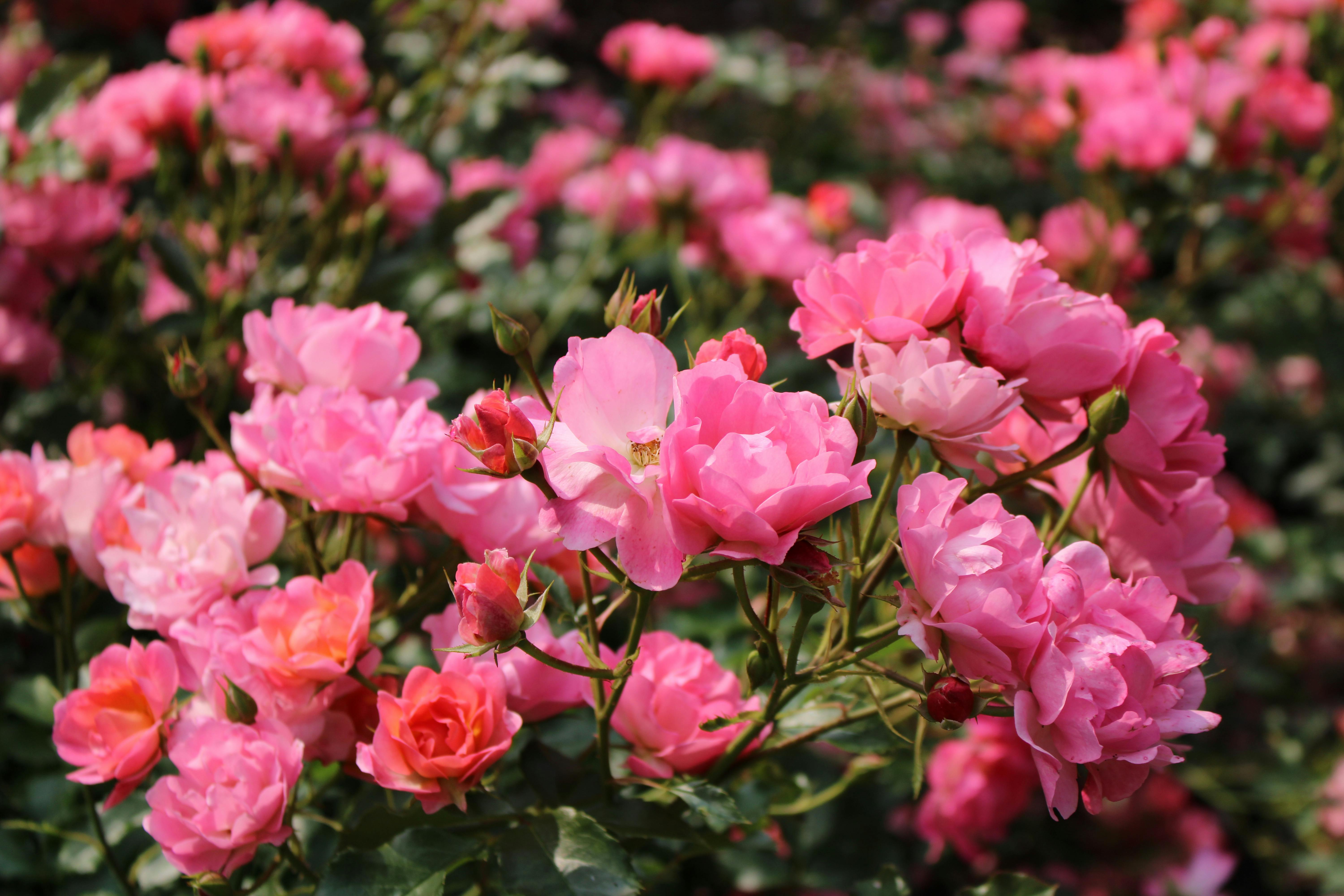 Vibrant Pink Roses Blossoming in Toronto Garden · Free Stock Photo