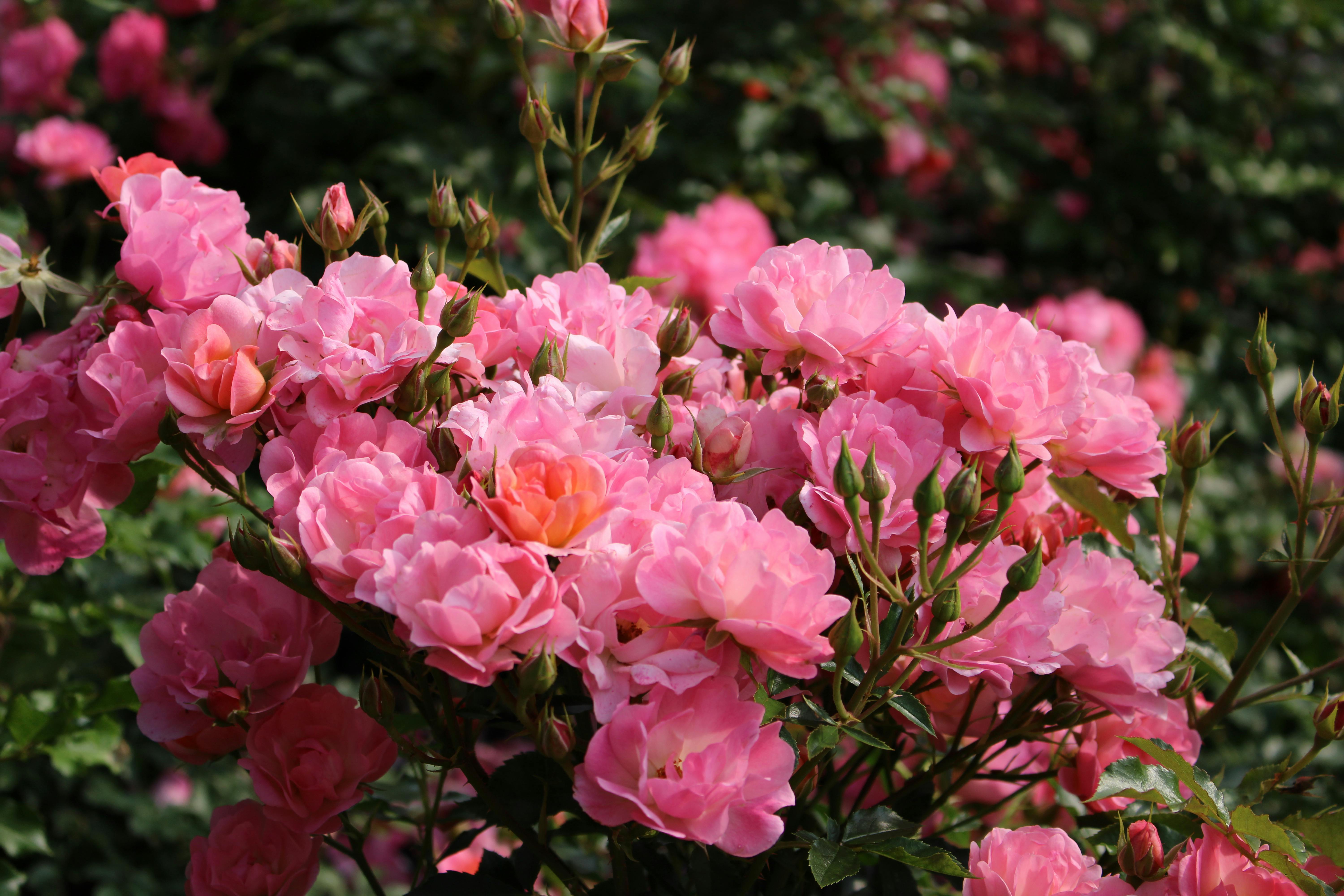 Vibrant Pink Roses Blooming Outdoors in Toronto · Free Stock Photo