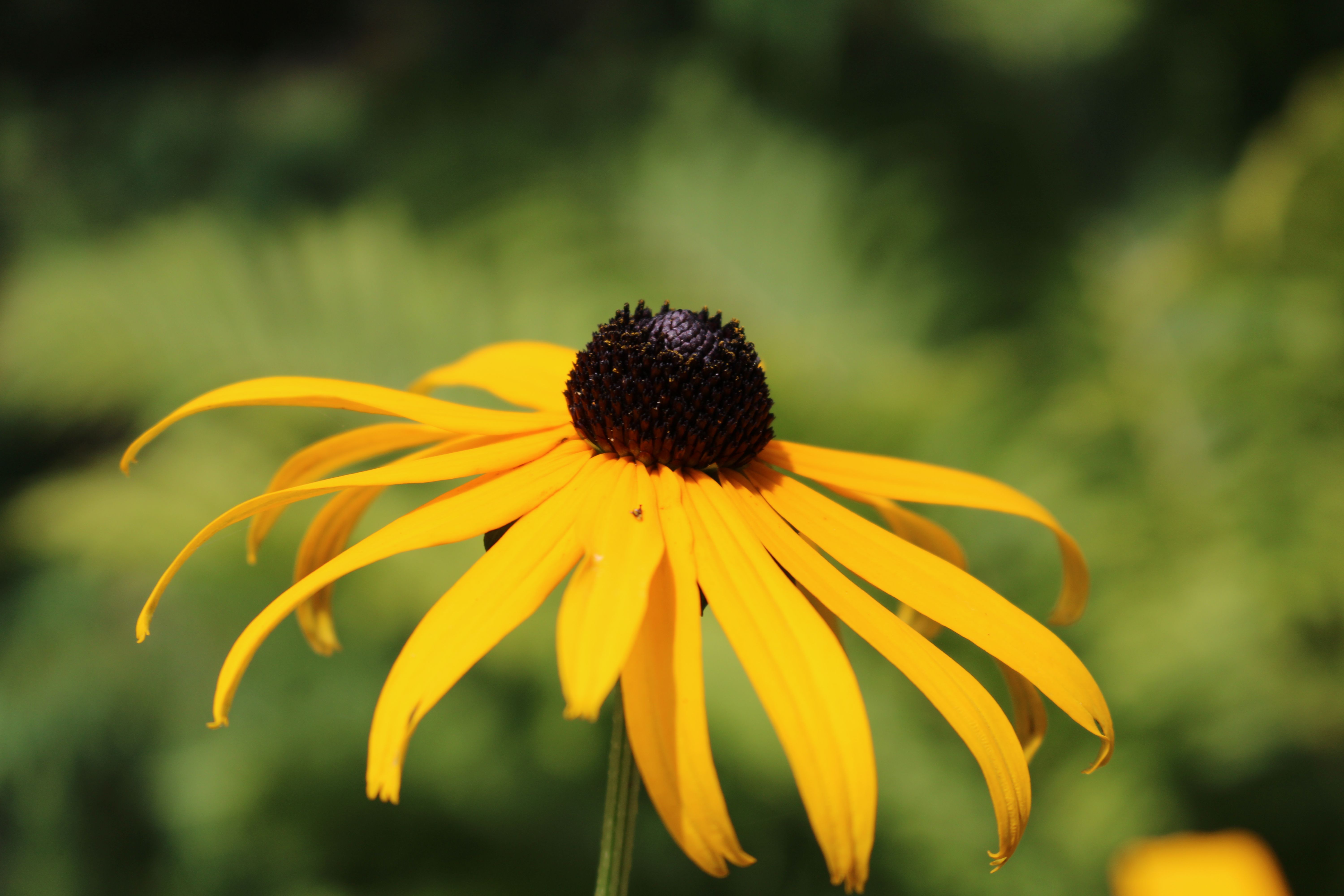 Bright Yellow Black-Eyed Susan in Bloom · Free Stock Photo