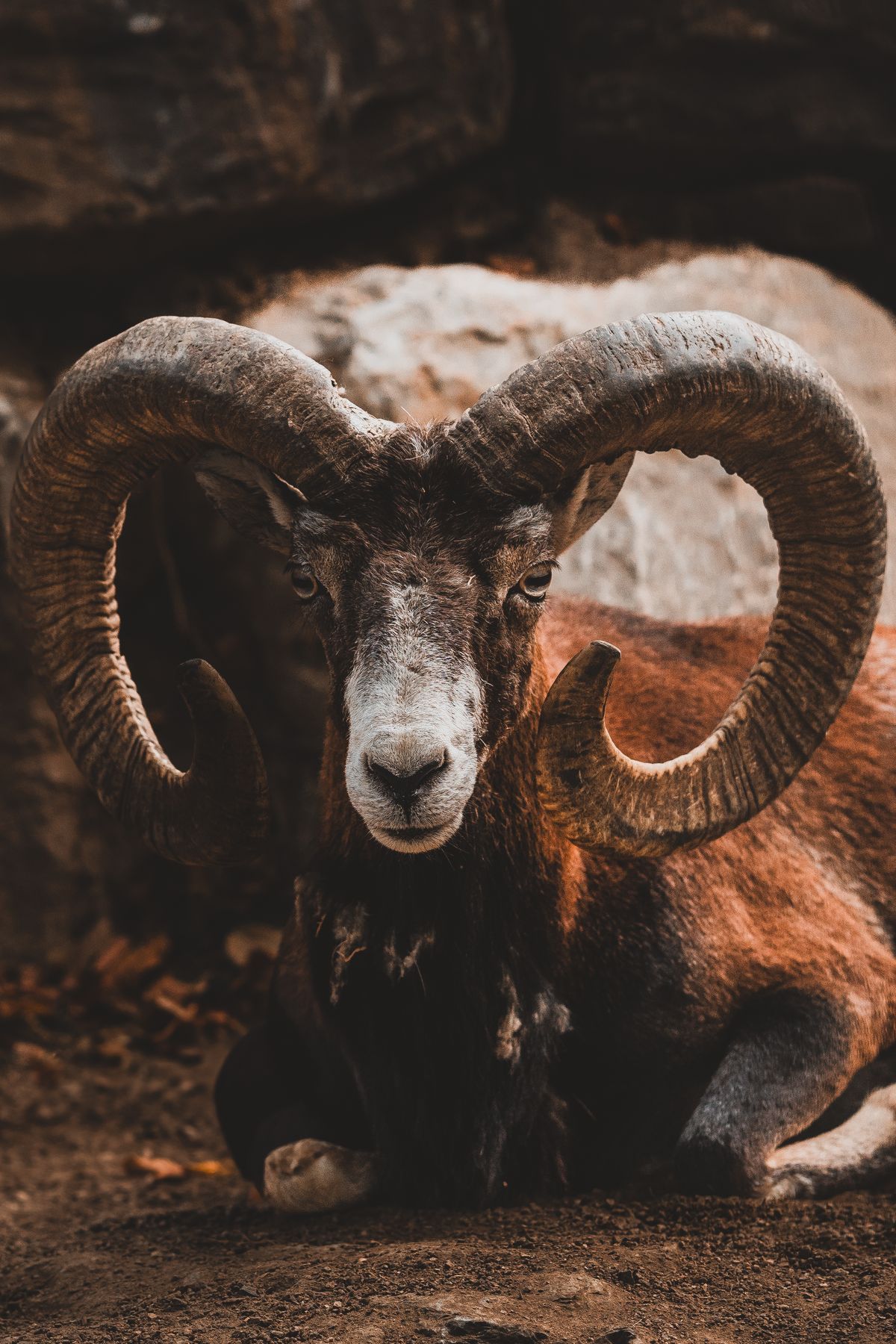 Ram Animal Photos, Download The BEST Free Ram Animal Stock Photos & HD ...