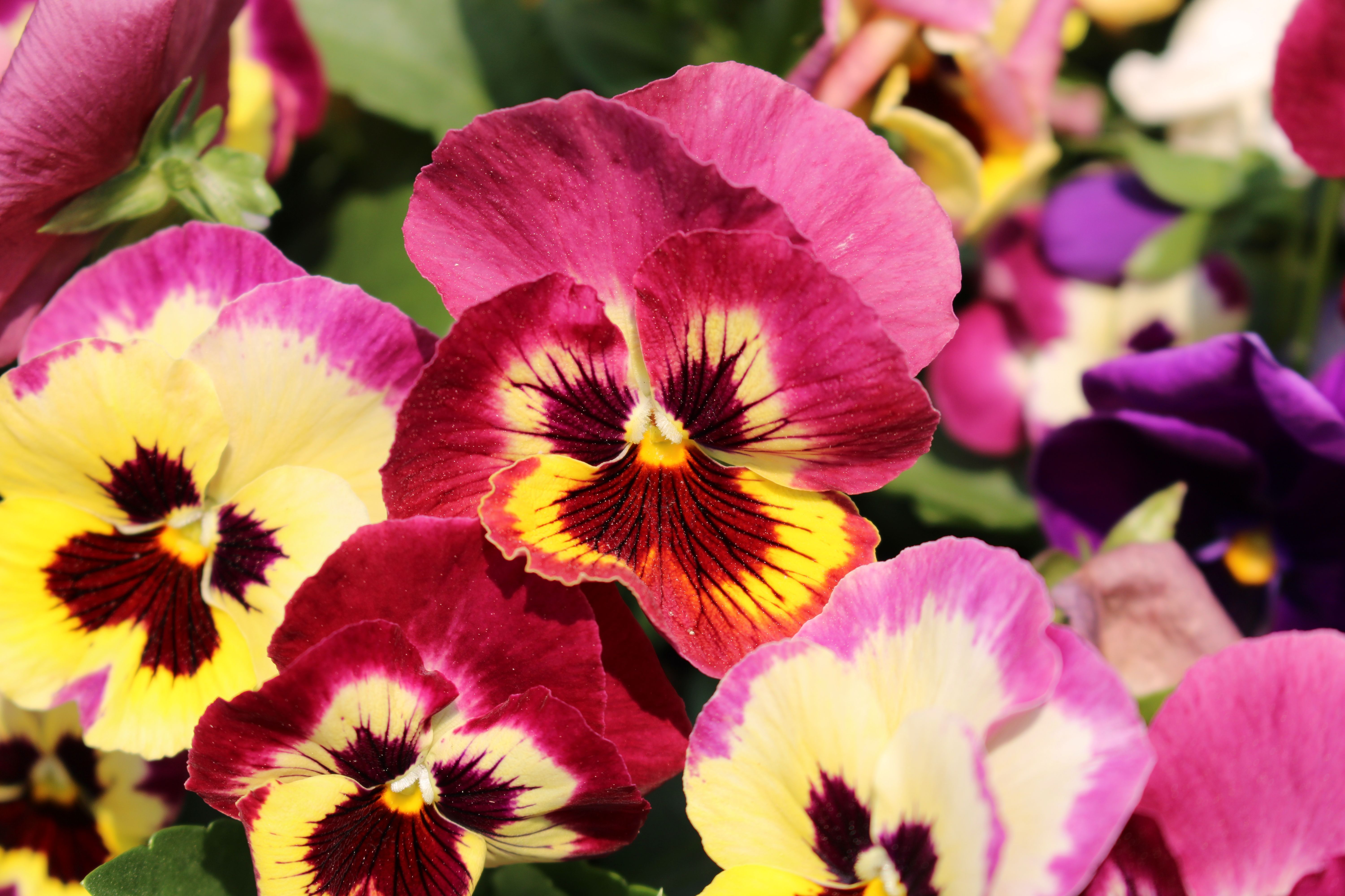 Vibrant Pansy Flowers in Full Bloom · Free Stock Photo