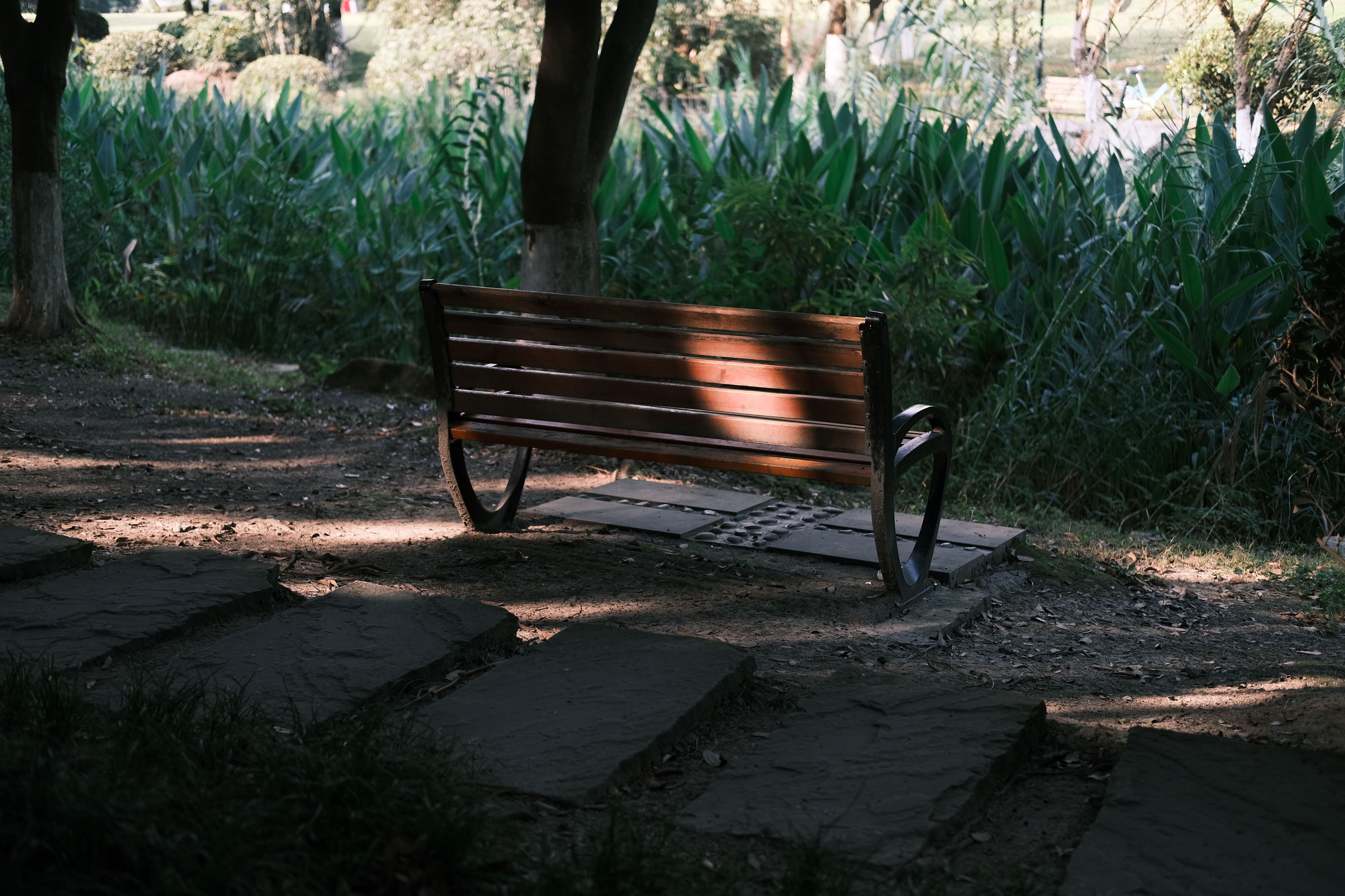 Quiet Park Bench in Tranquil Forest Setting · Free Stock Photo