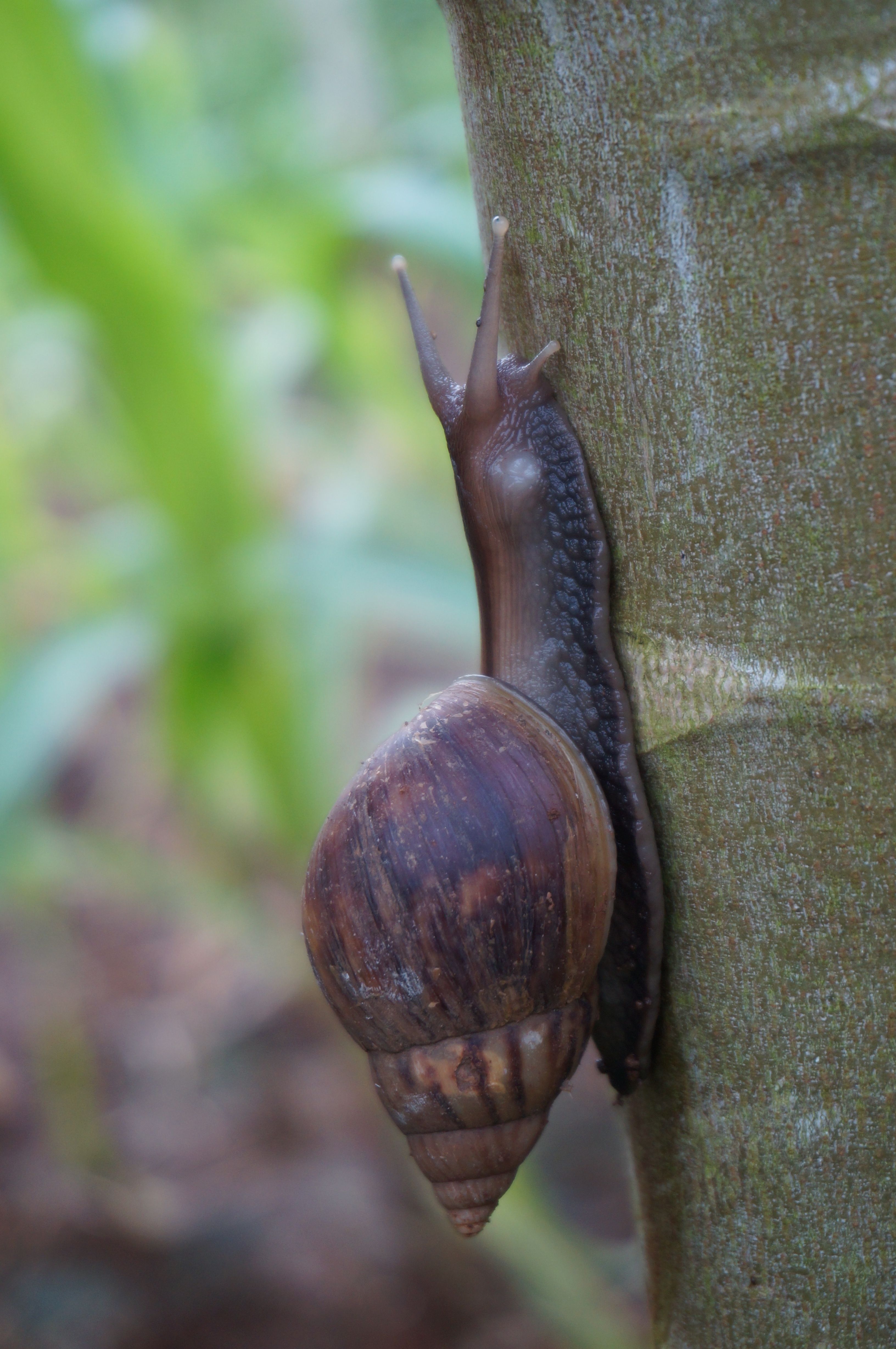 Close-up of Snail on a Tree Trunk in Nature · Free Stock Photo