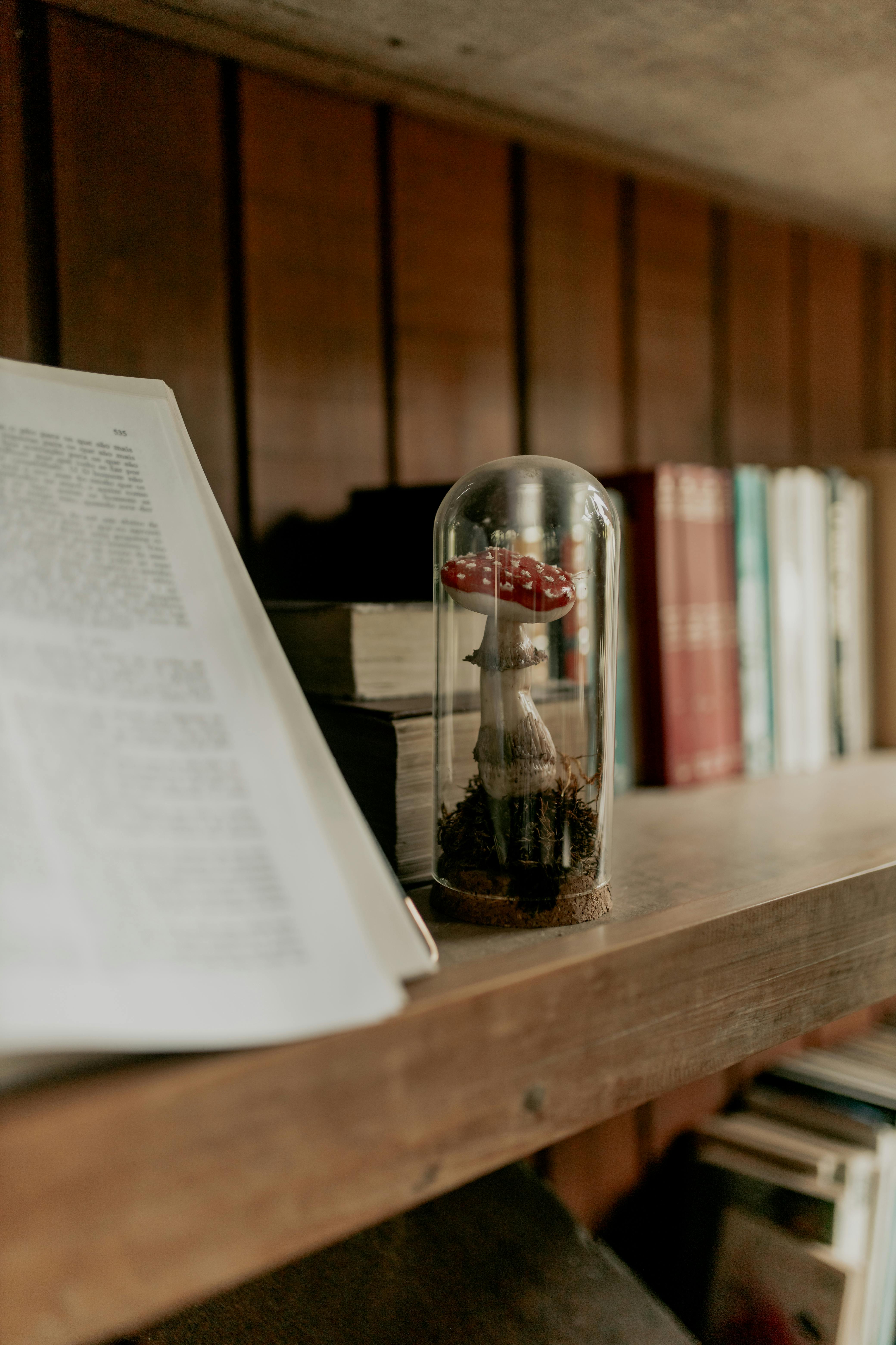 Vintage Bookshelf with Mushroom Terrarium Display · Free Stock Photo