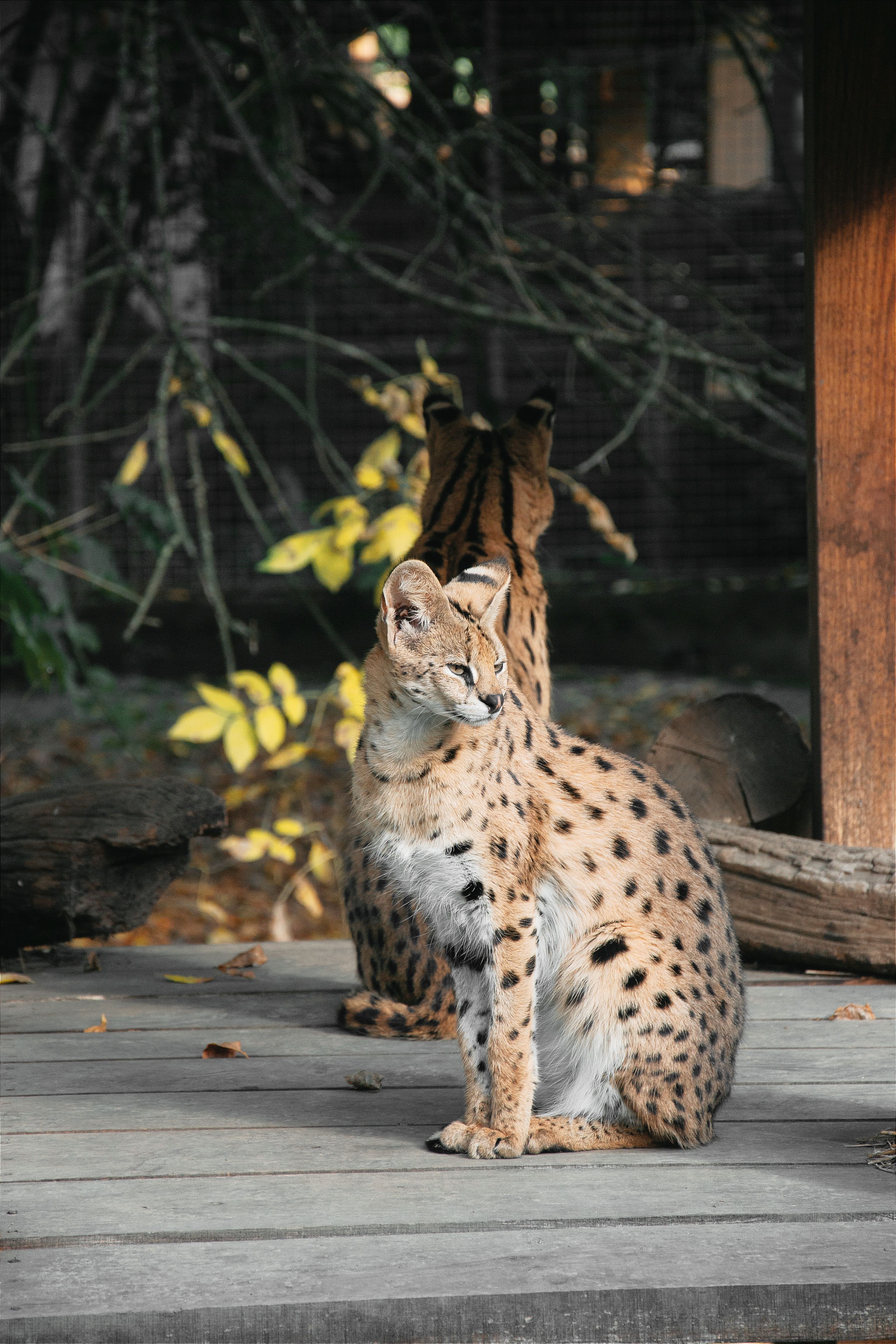 African Servals Resting in Sunlit Habitat · Free Stock Photo