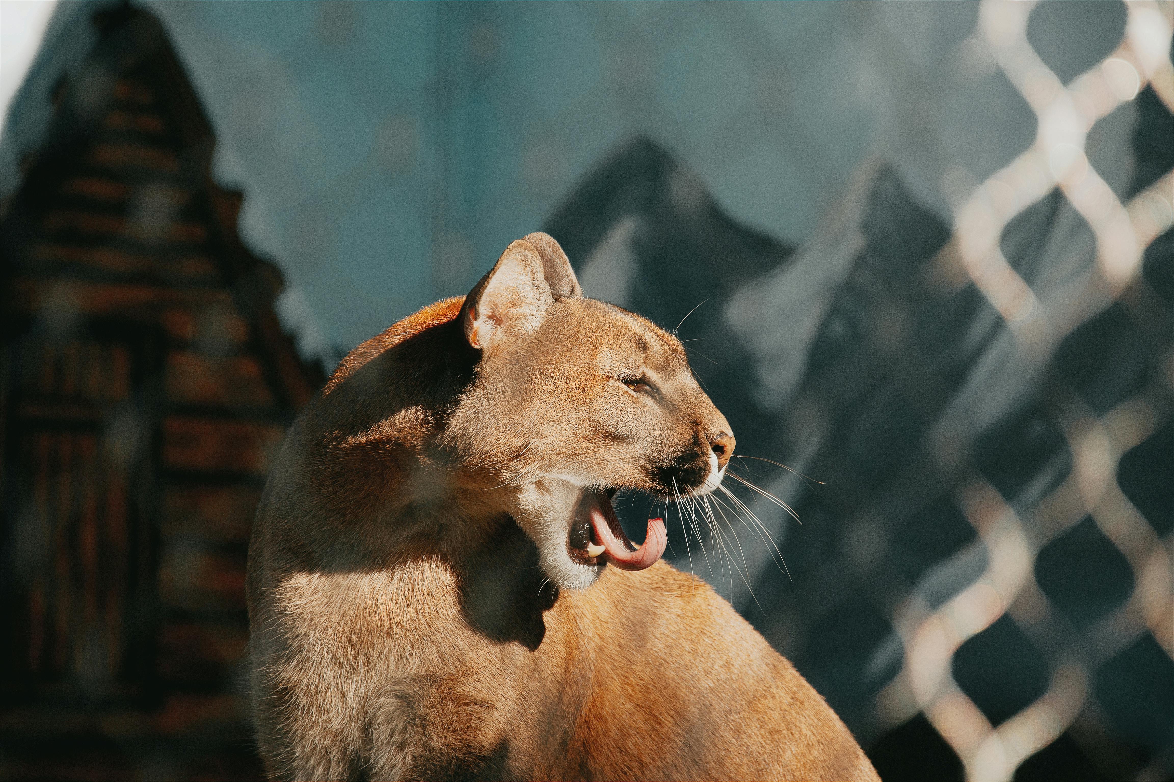 Majestic Puma Roaring in a Natural Habitat · Free Stock Photo
