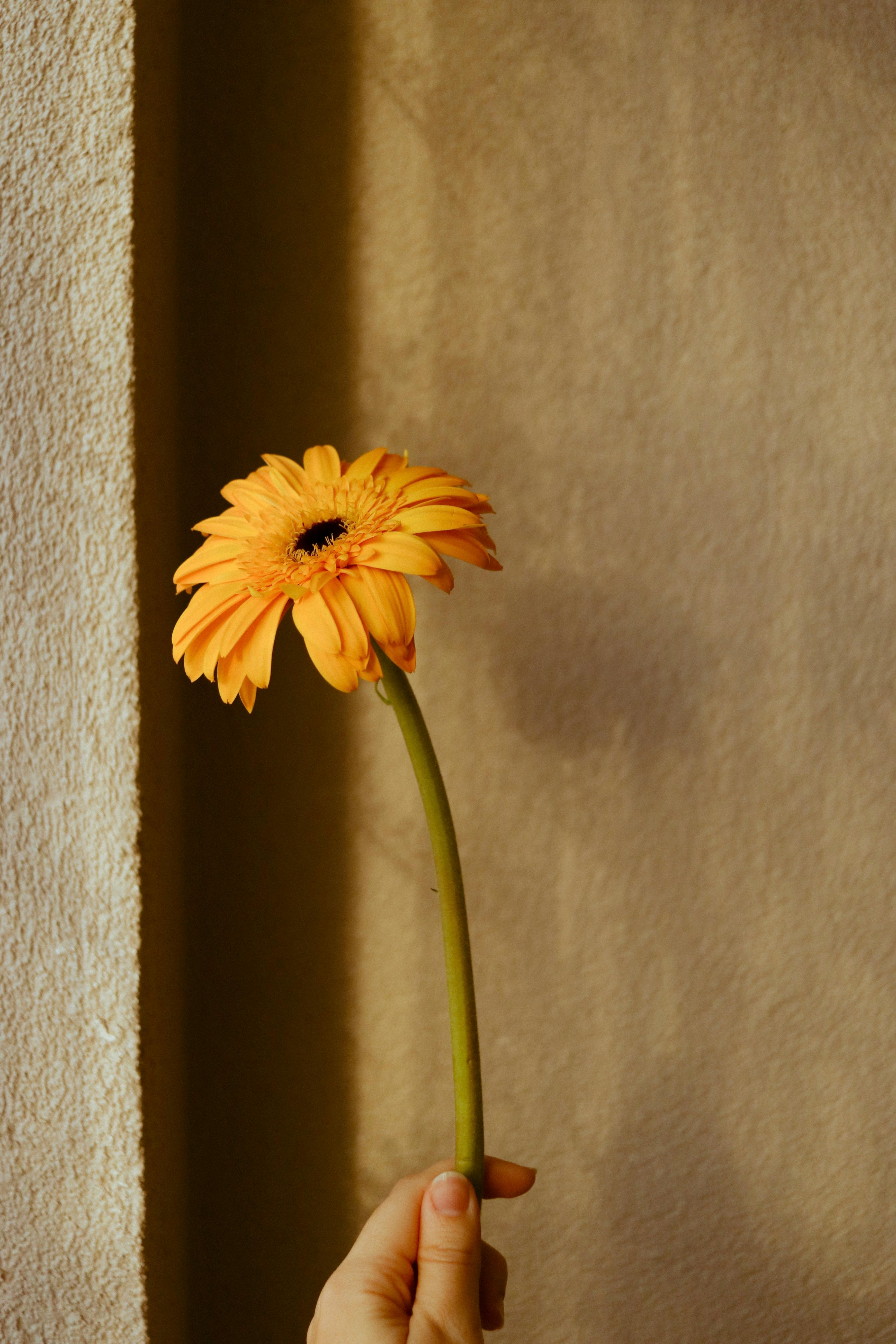Gerbera Daisy Held Against Textured Wall · Free Stock Photo