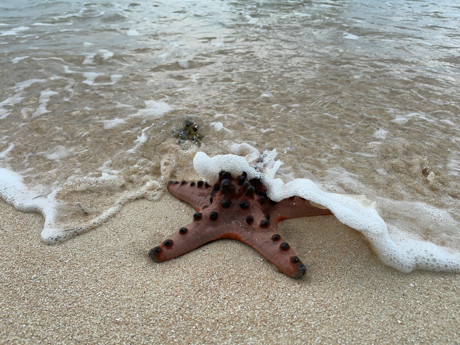 Sea Creatures Starfish Photos, Download The BEST Free Sea Creatures ...