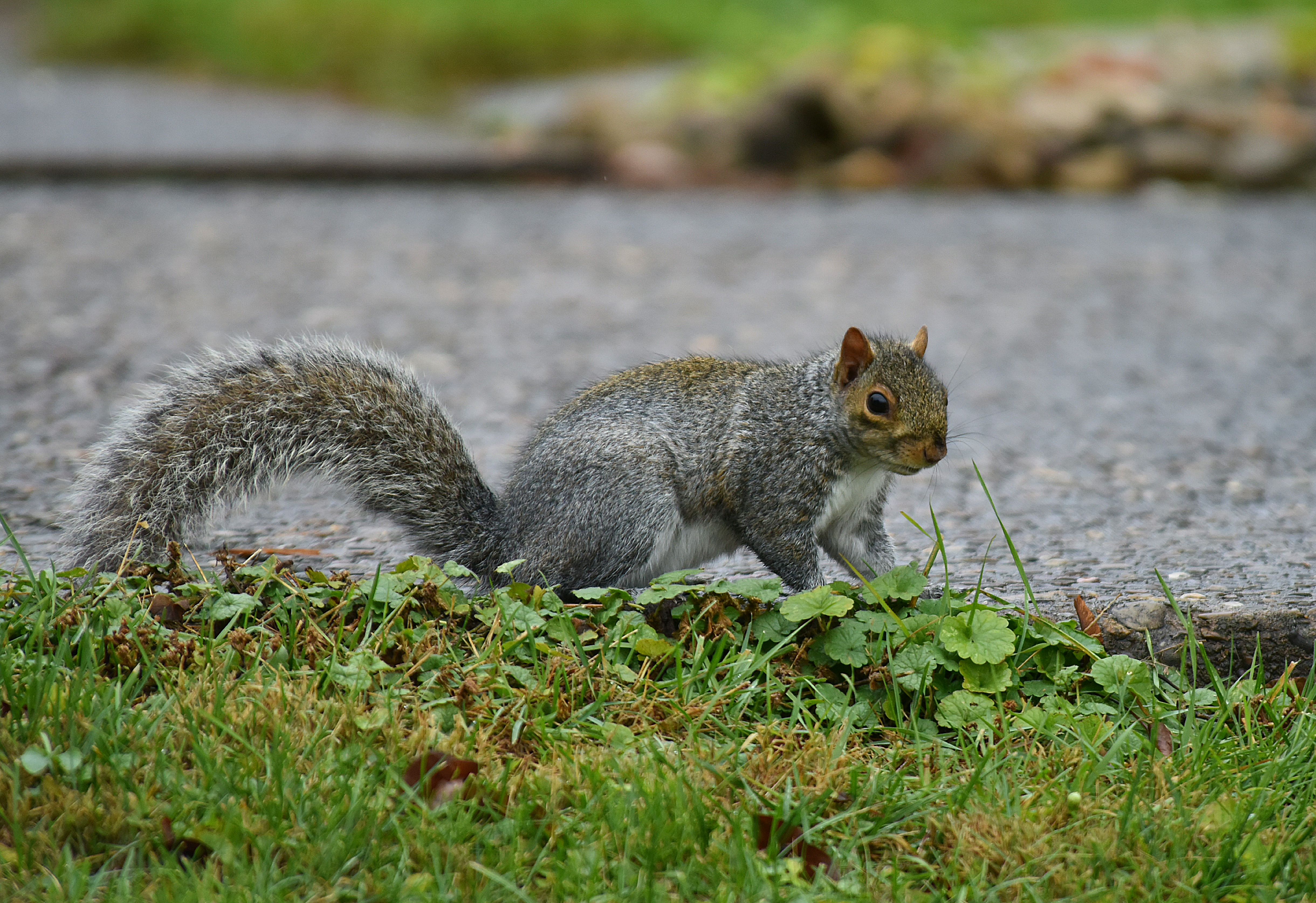 Close-up of Wild Squirrel in Natural Habitat · Free Stock Photo