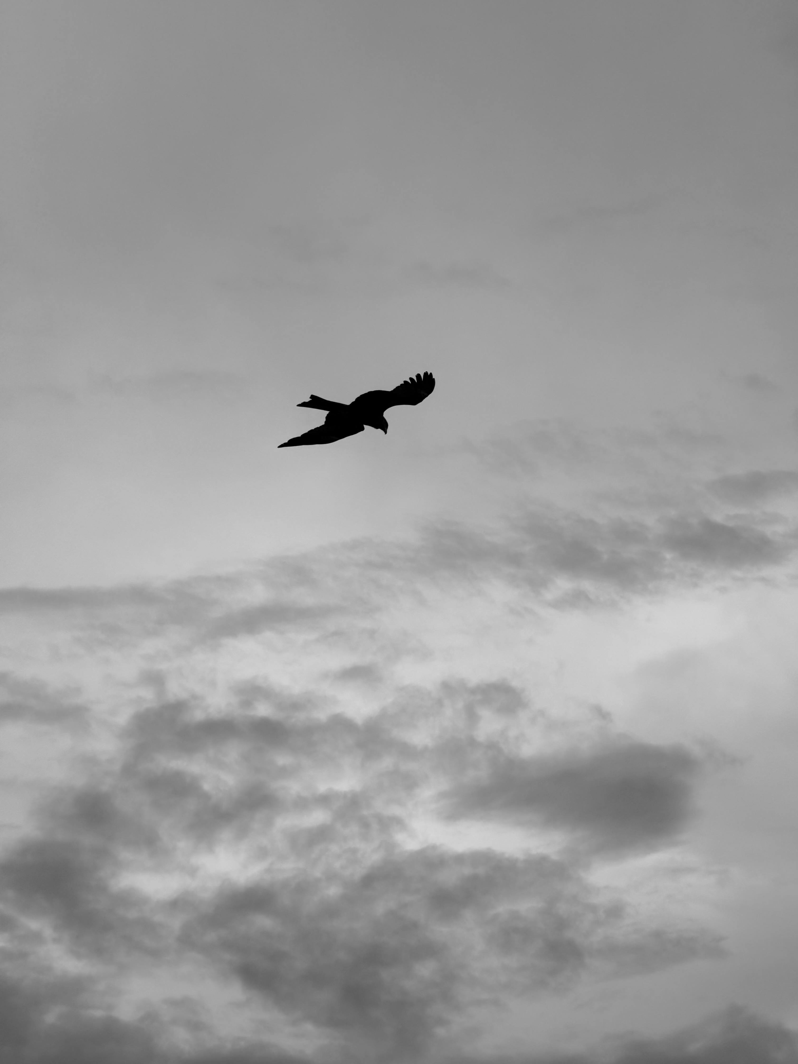 Silhouette of a Bird Flying in Cloudy Sky · Free Stock Photo