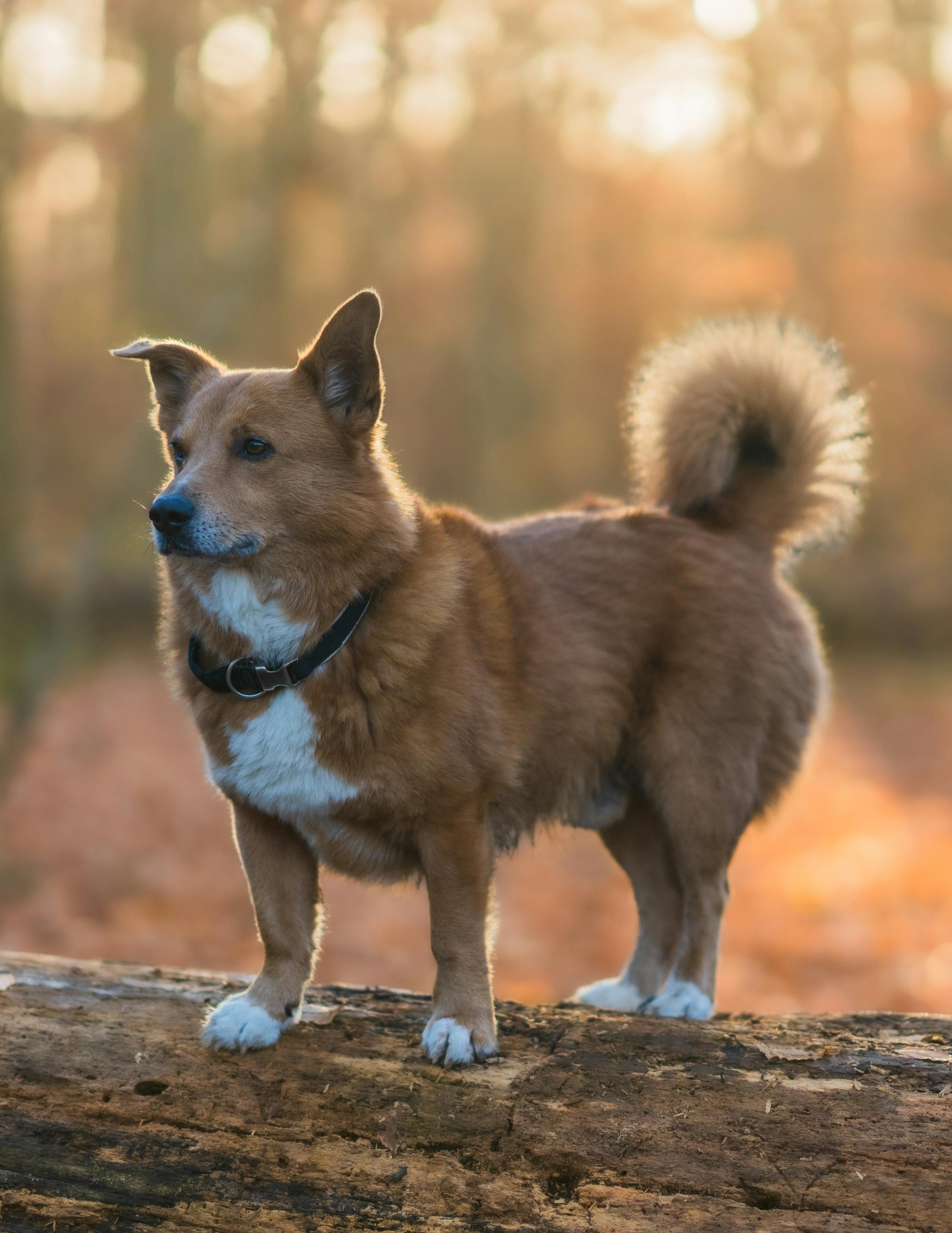 Lone Dog in Autumn Forest at Golden Hour · Free Stock Photo