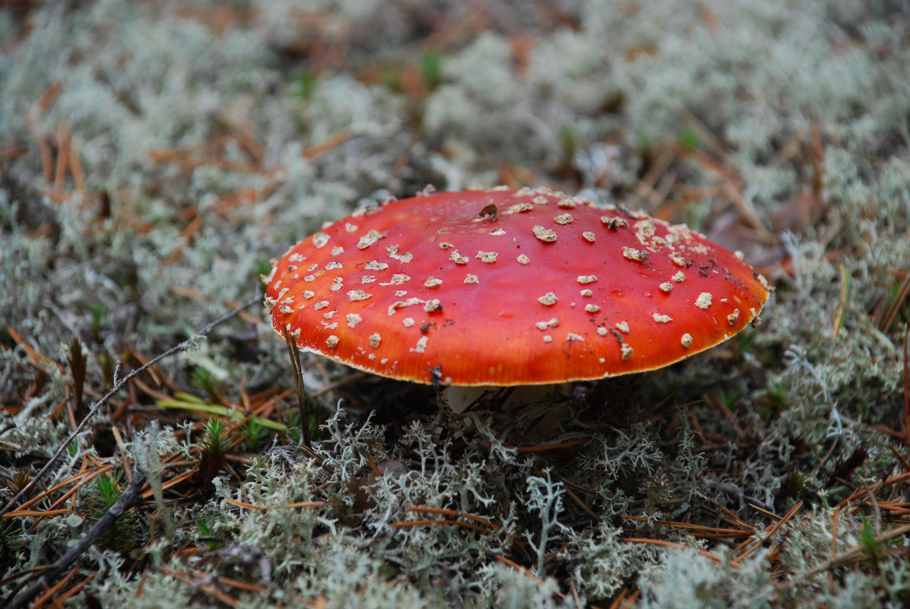 Close-up of Red Fly Agaric Mushroom in Forest · Free Stock Photo