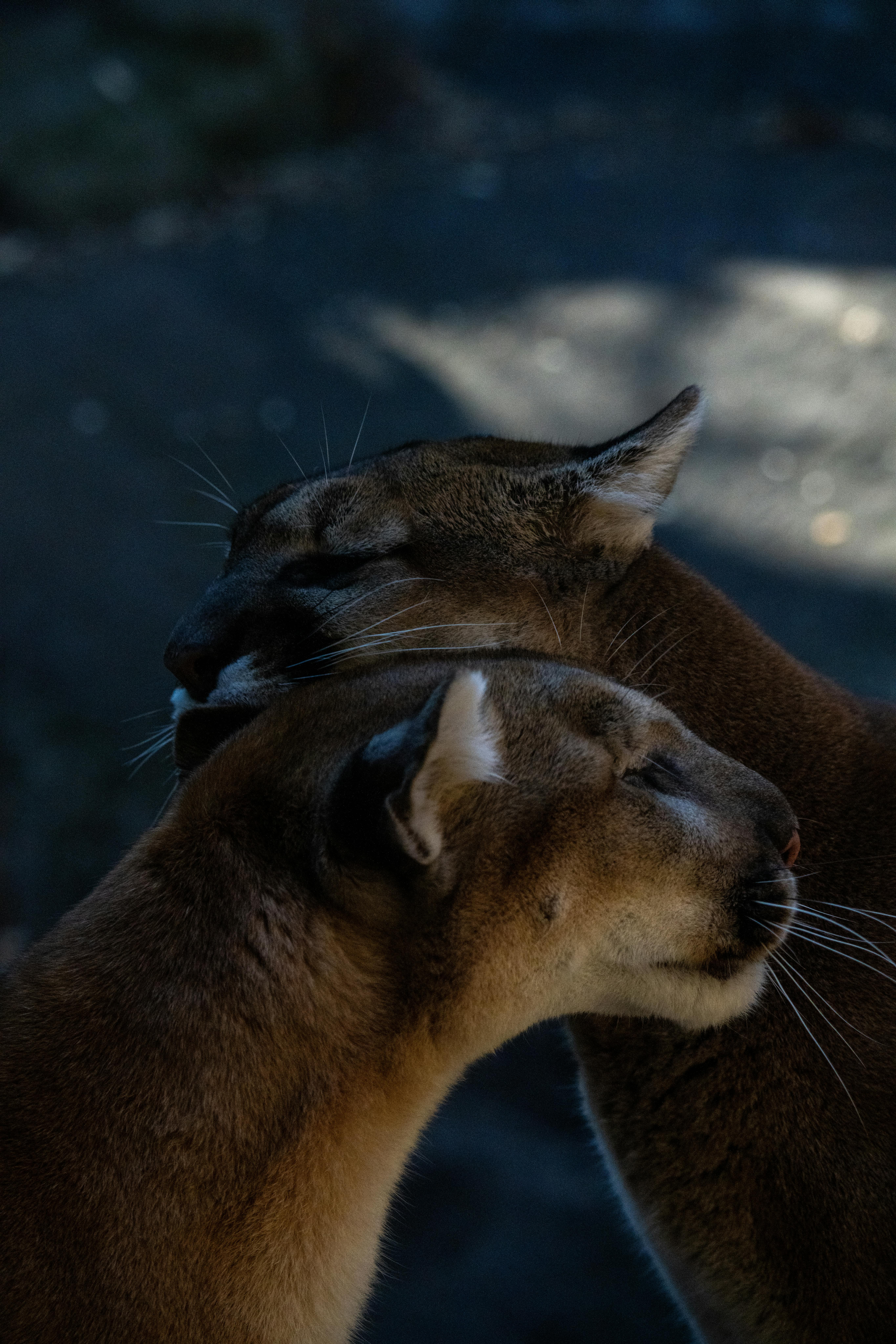 Intimate Moment Between Two Mountain Lions · Free Stock Photo
