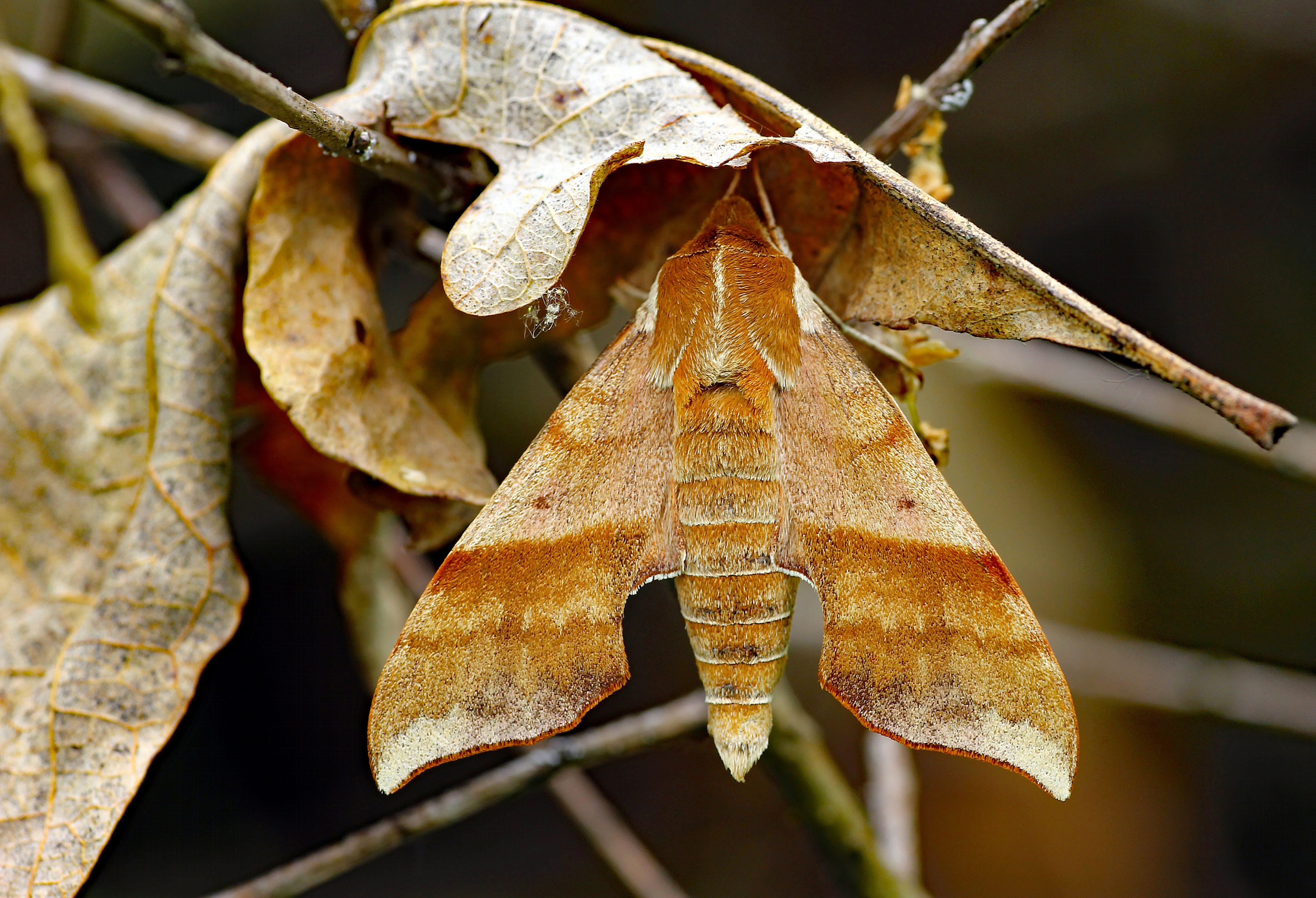 Close-up of a Moth on Dry Leaves in Autumn · Free Stock Photo
