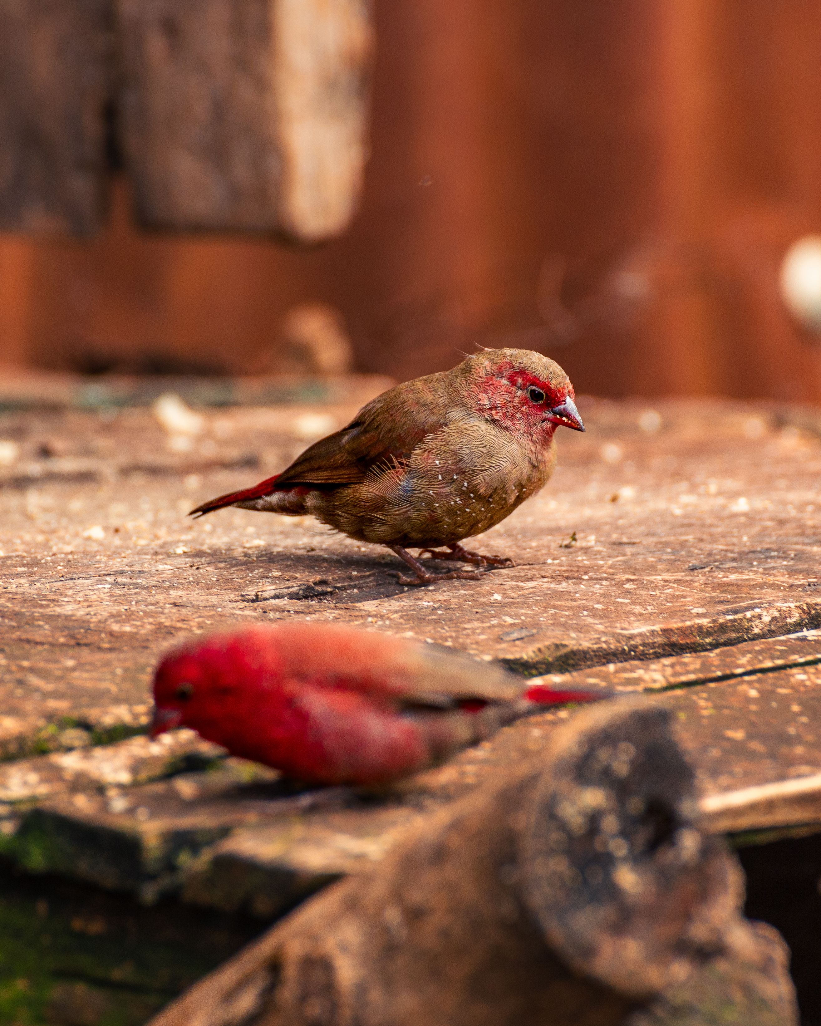 Two Beautiful Red-Billed Firefinch Birds on Wooden Log · Free Stock Photo
