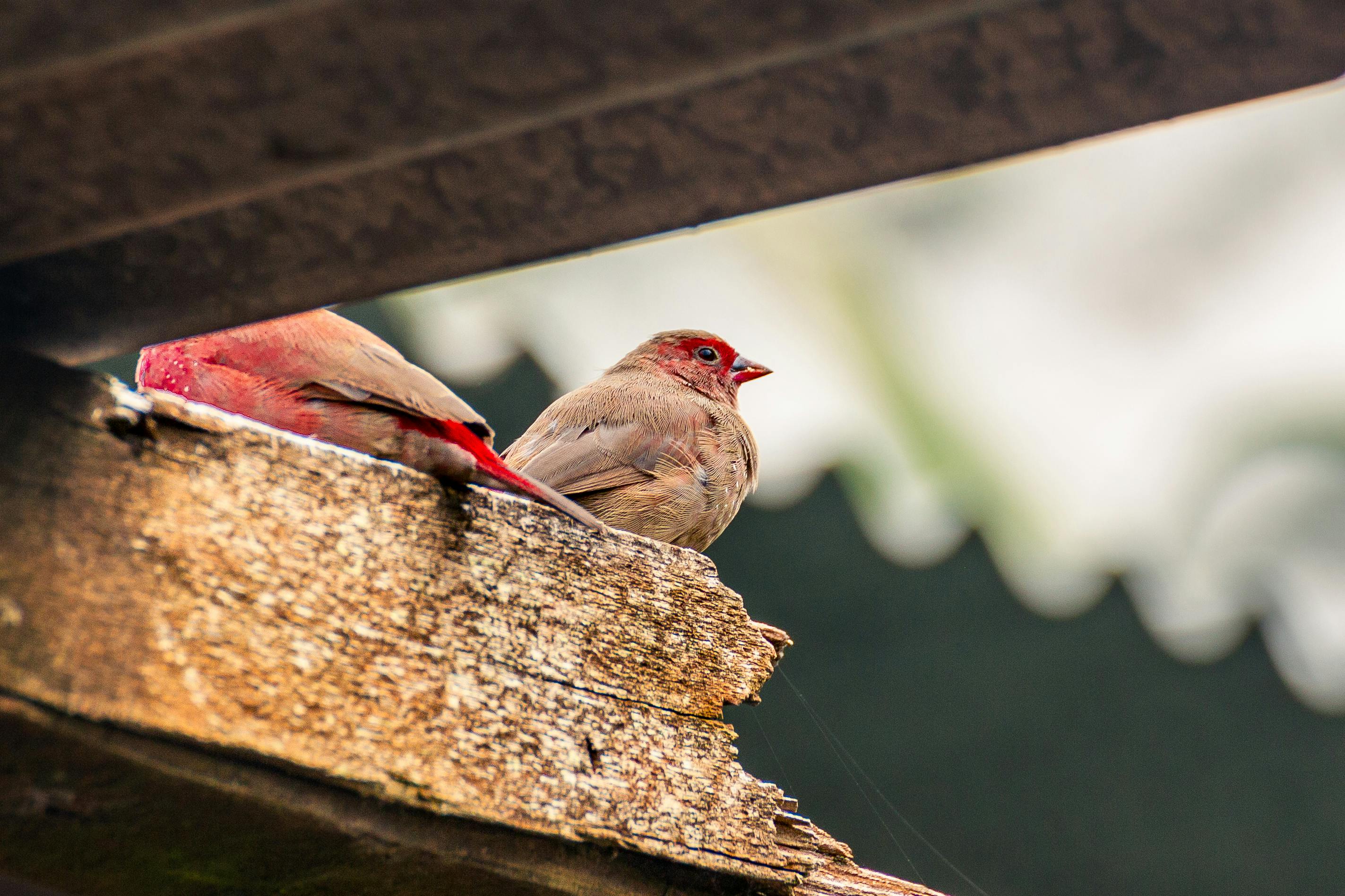 Red-billed Firefinches Resting on Wooden Beam · Free Stock Photo