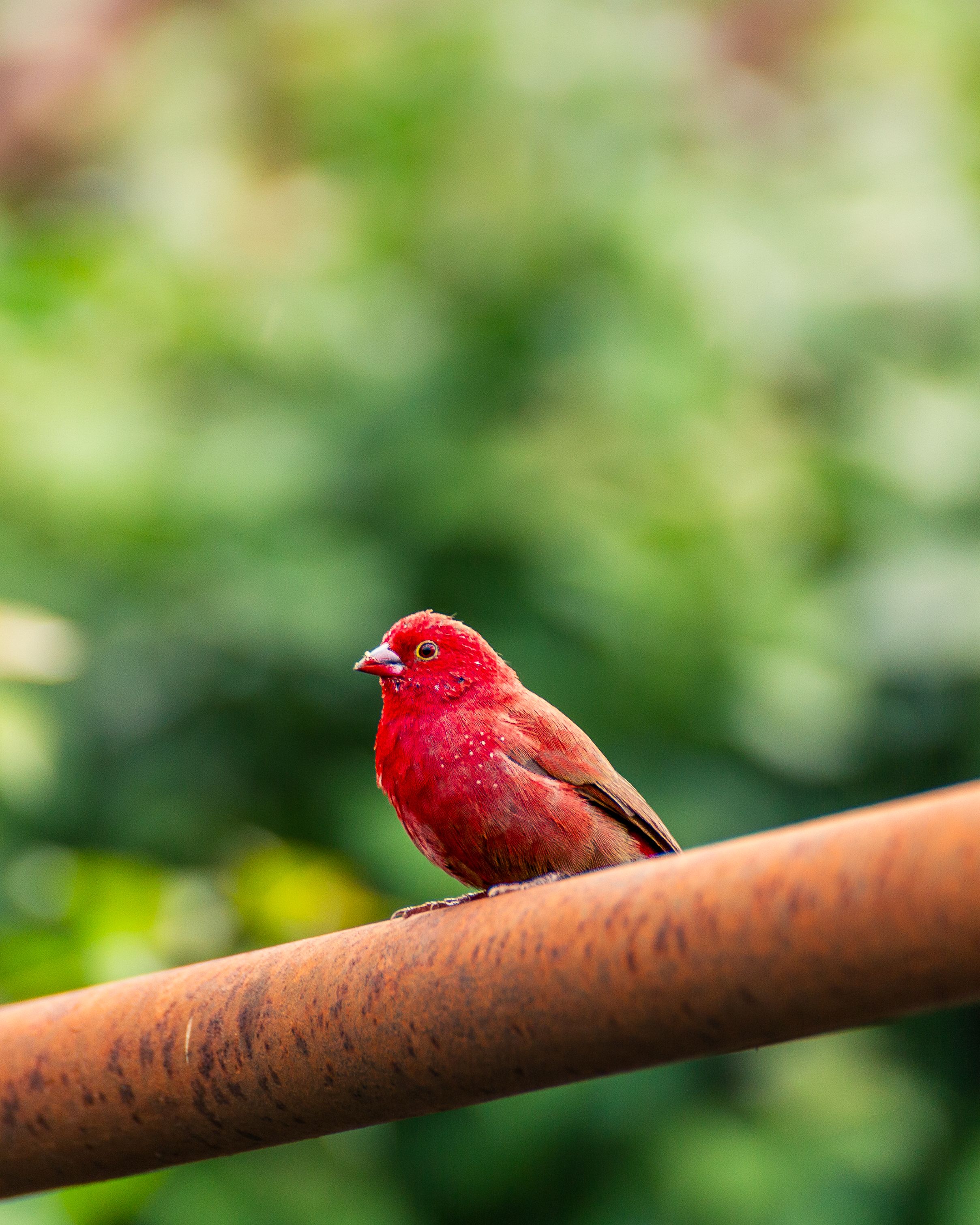 Red Finch Perched on Rusted Metal Rail · Free Stock Photo