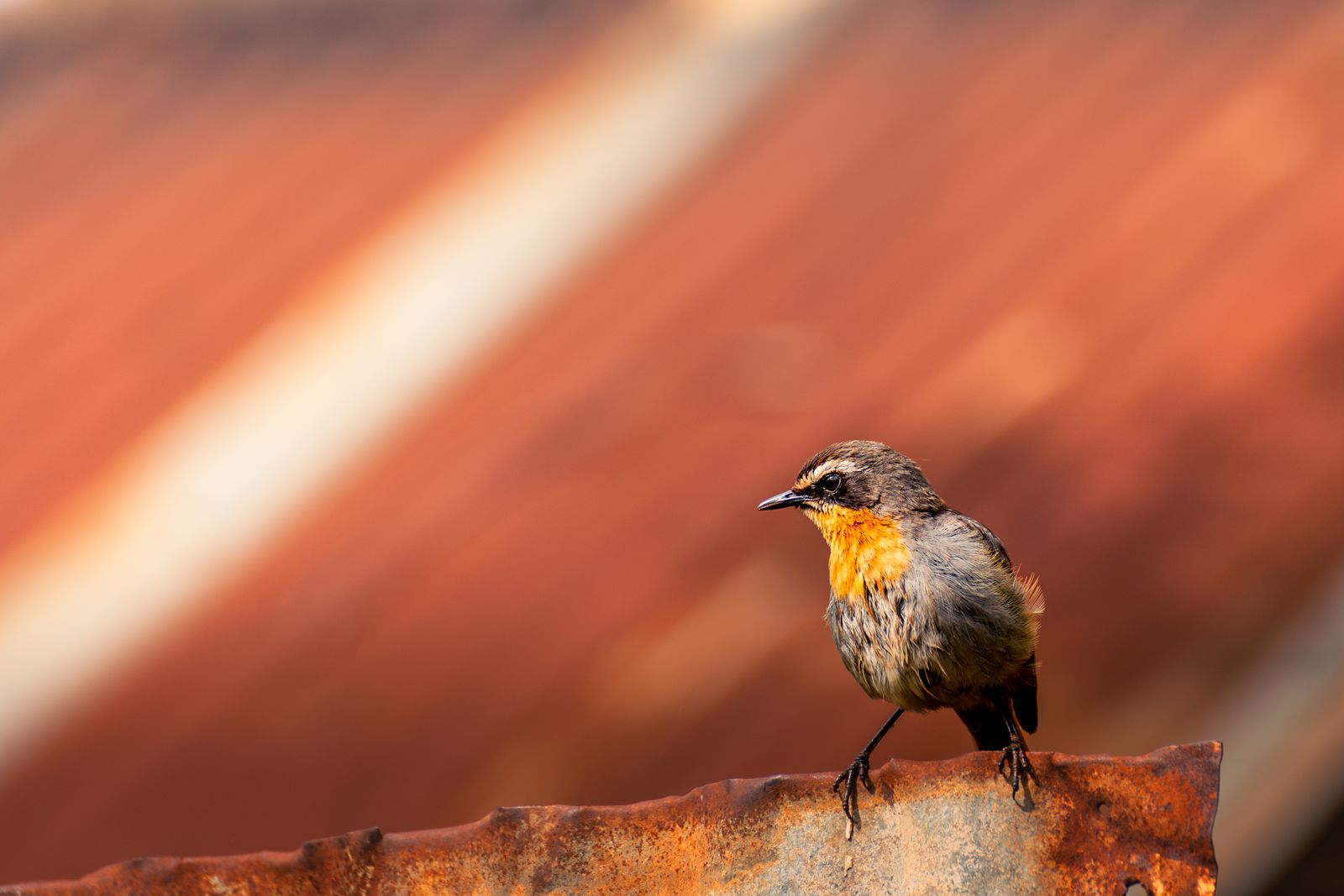 Wild Bird Photos, Download The BEST Free Wild Bird Stock Photos & HD Images