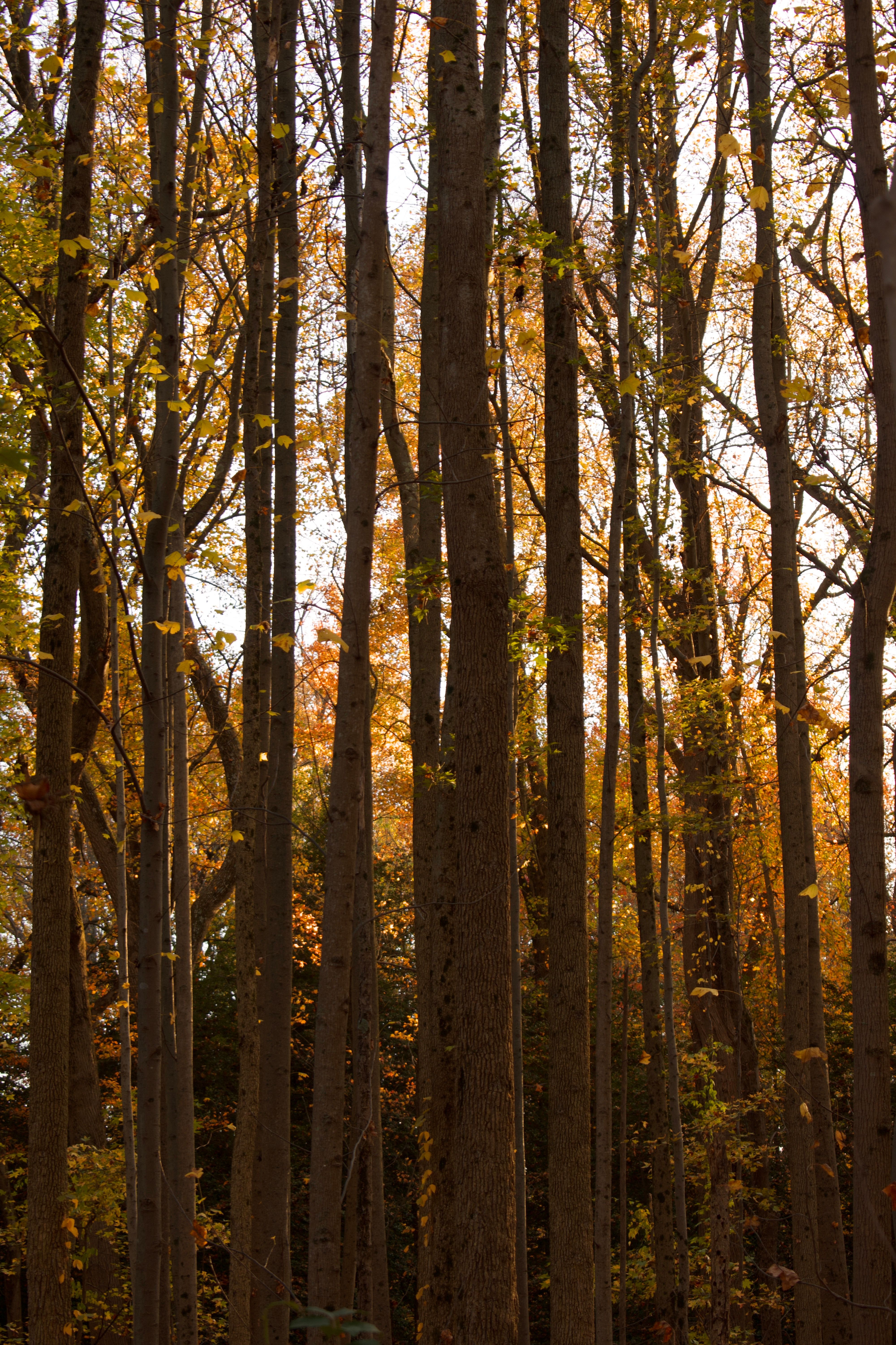 Autumn Forest with Tall Trees and Orange Leaves · Free Stock Photo