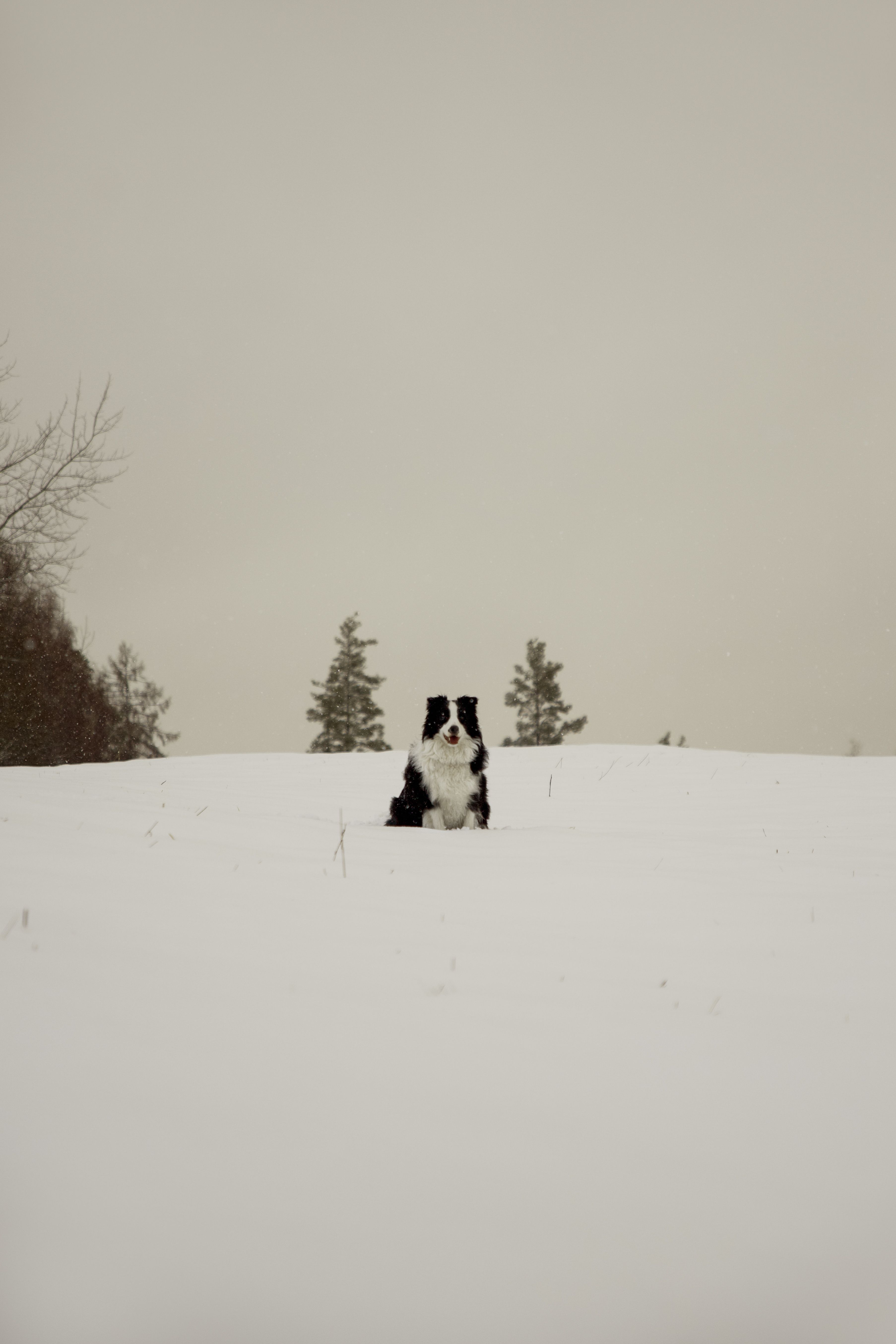Black and White Dog in Snowy Winter Landscape · Free Stock Photo
