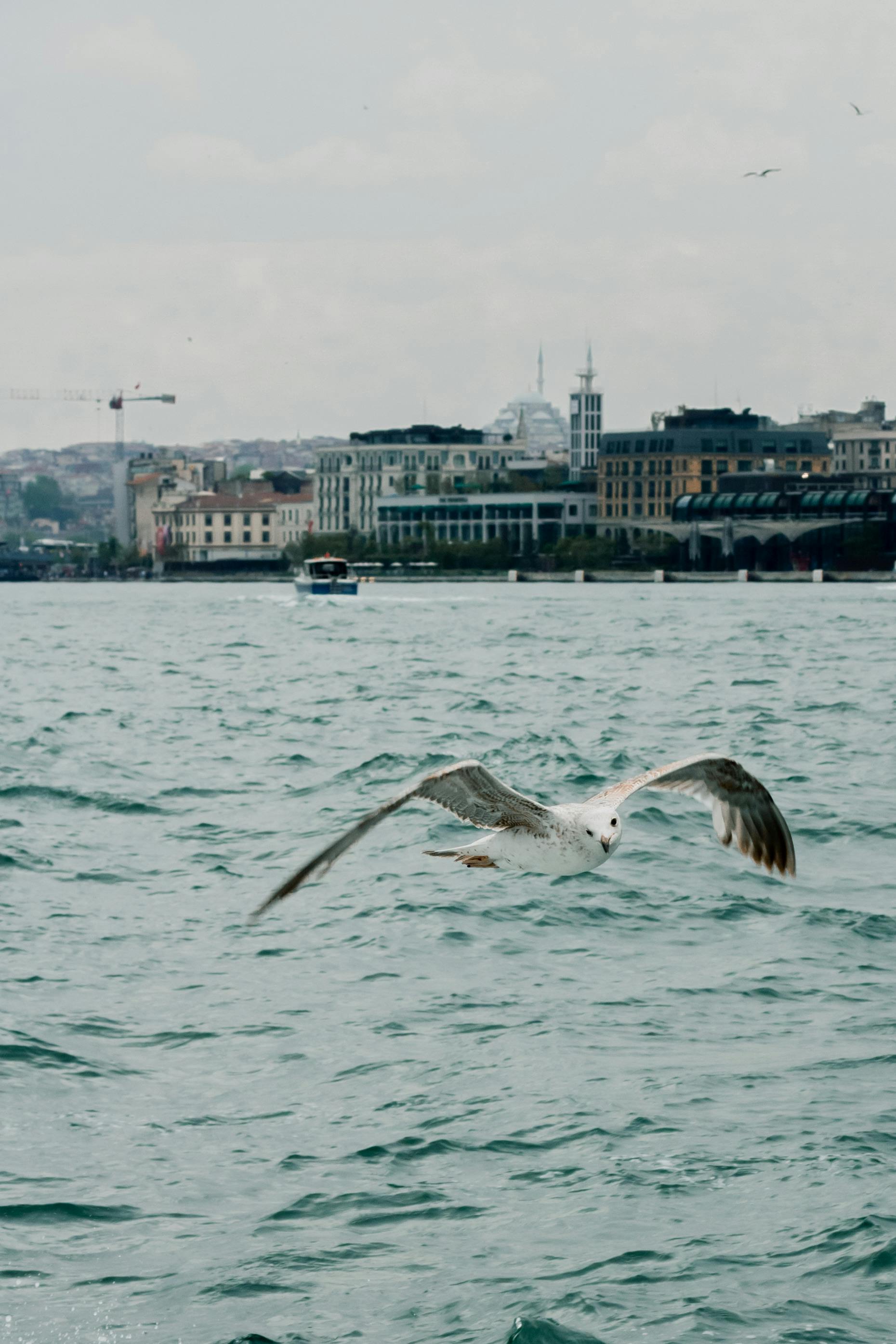 Seagull Flying Over Bosphorus in Istanbul · Free Stock Photo