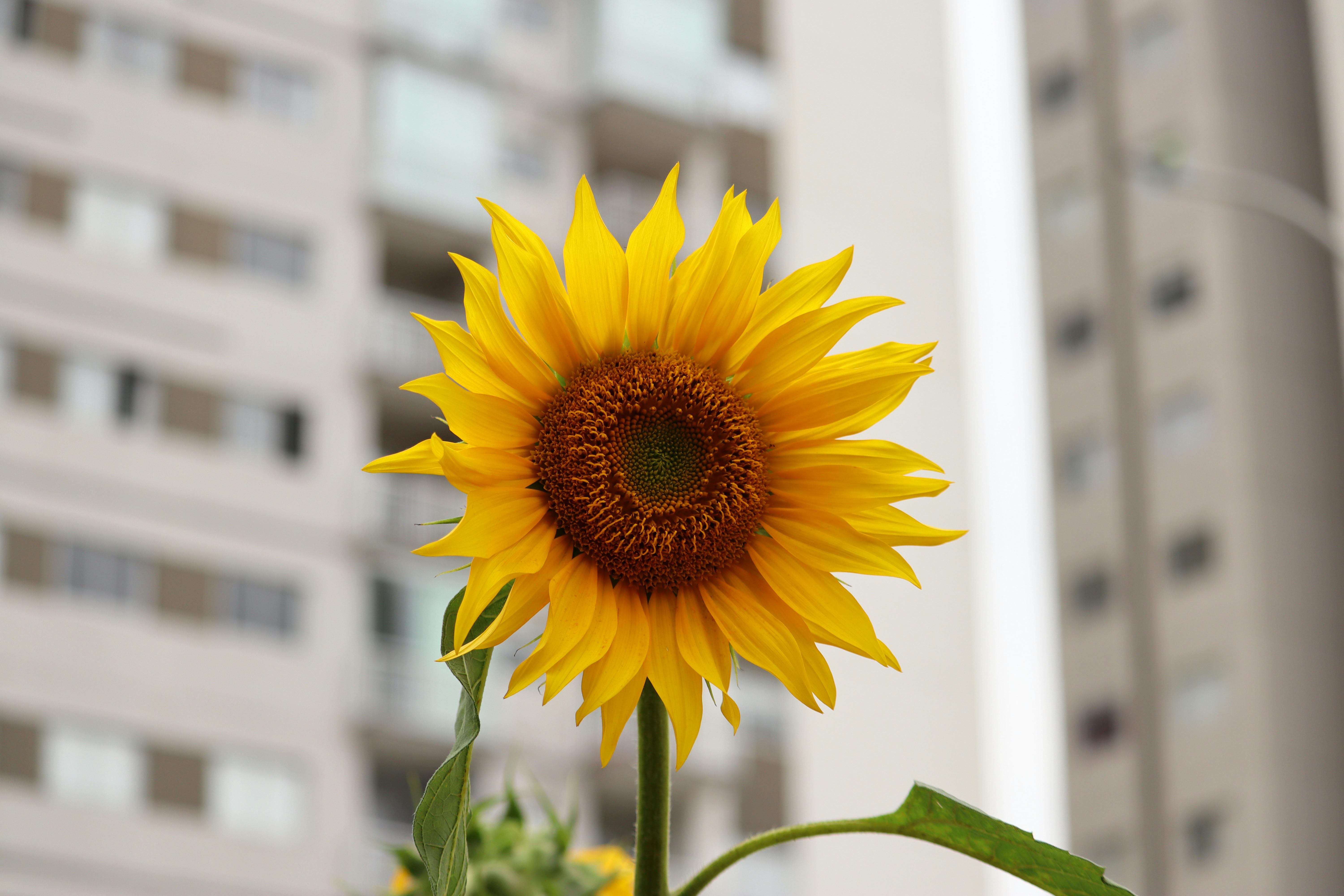 Permen Sul Photos, Download The BEST Free Permen Sul Stock Photos & HD ...