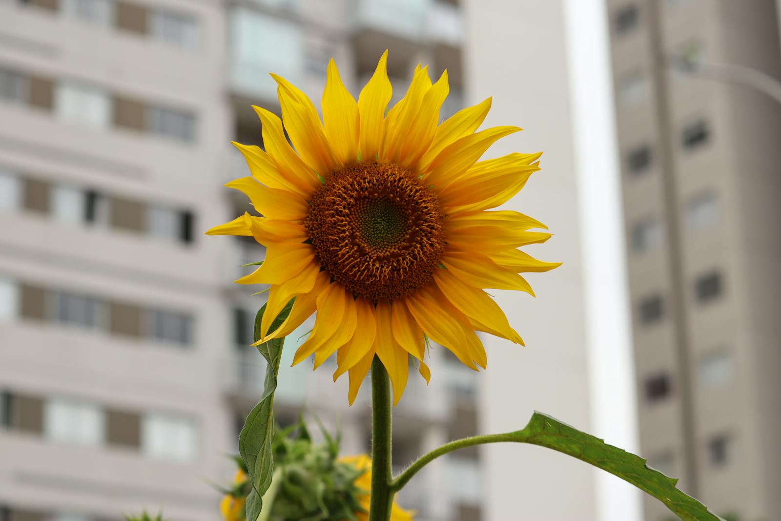 Soft Background Photos, Download The BEST Free Soft Background Stock ...