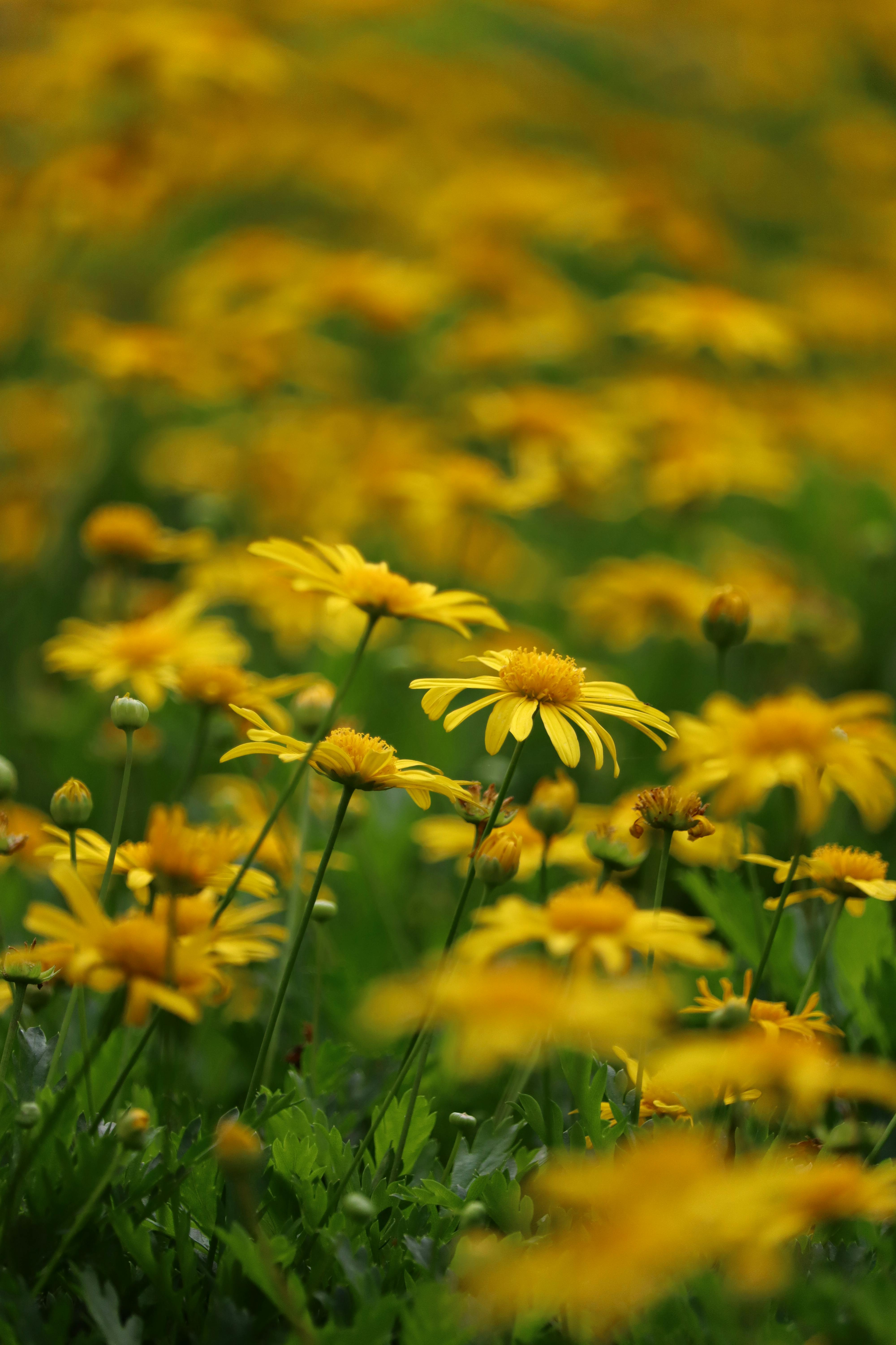 Field of Vibrant Yellow Daisies in Bloom · Free Stock Photo