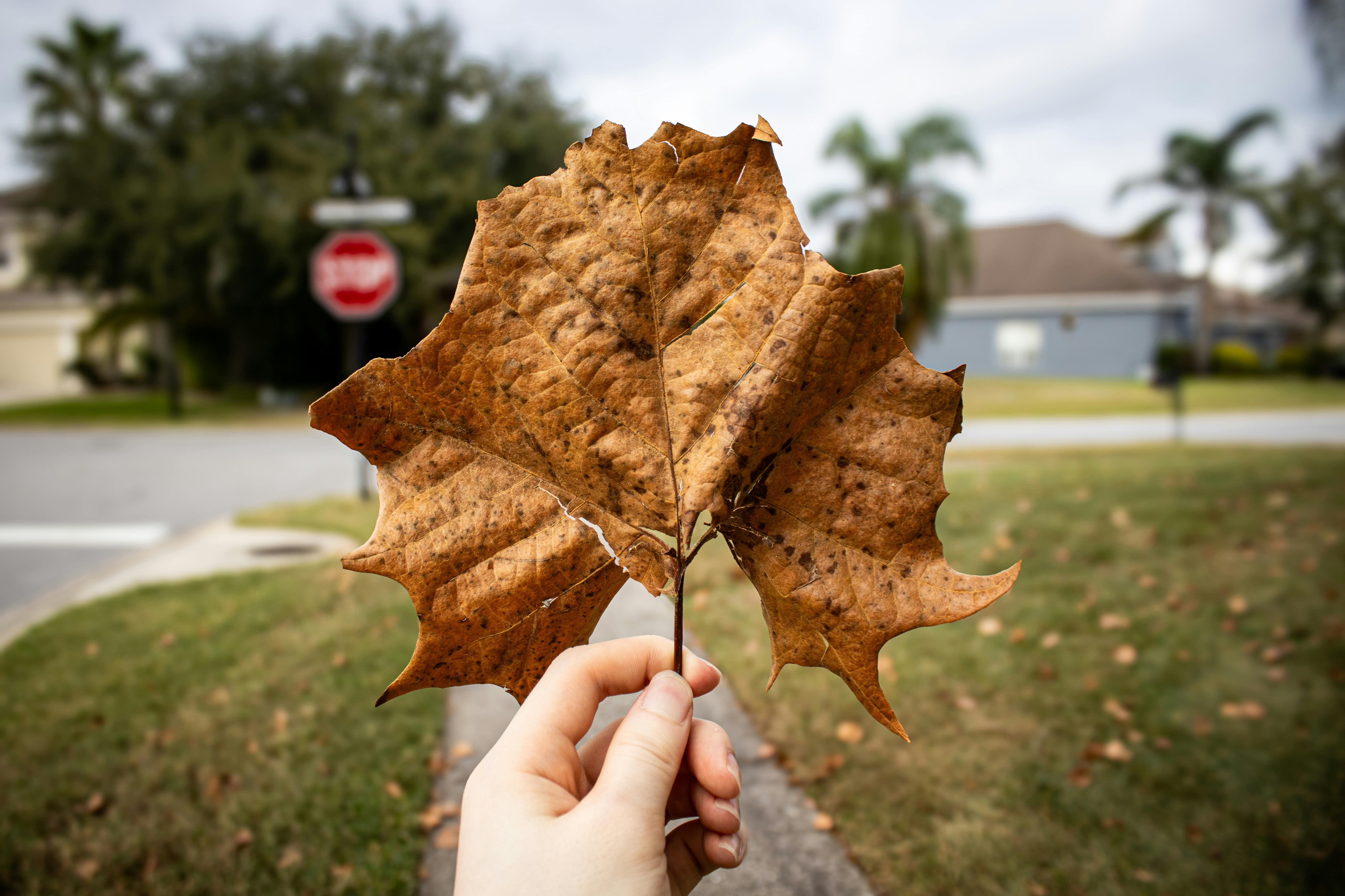 Stop Sign Photos, Download The BEST Free Stop Sign Stock Photos & HD Images
