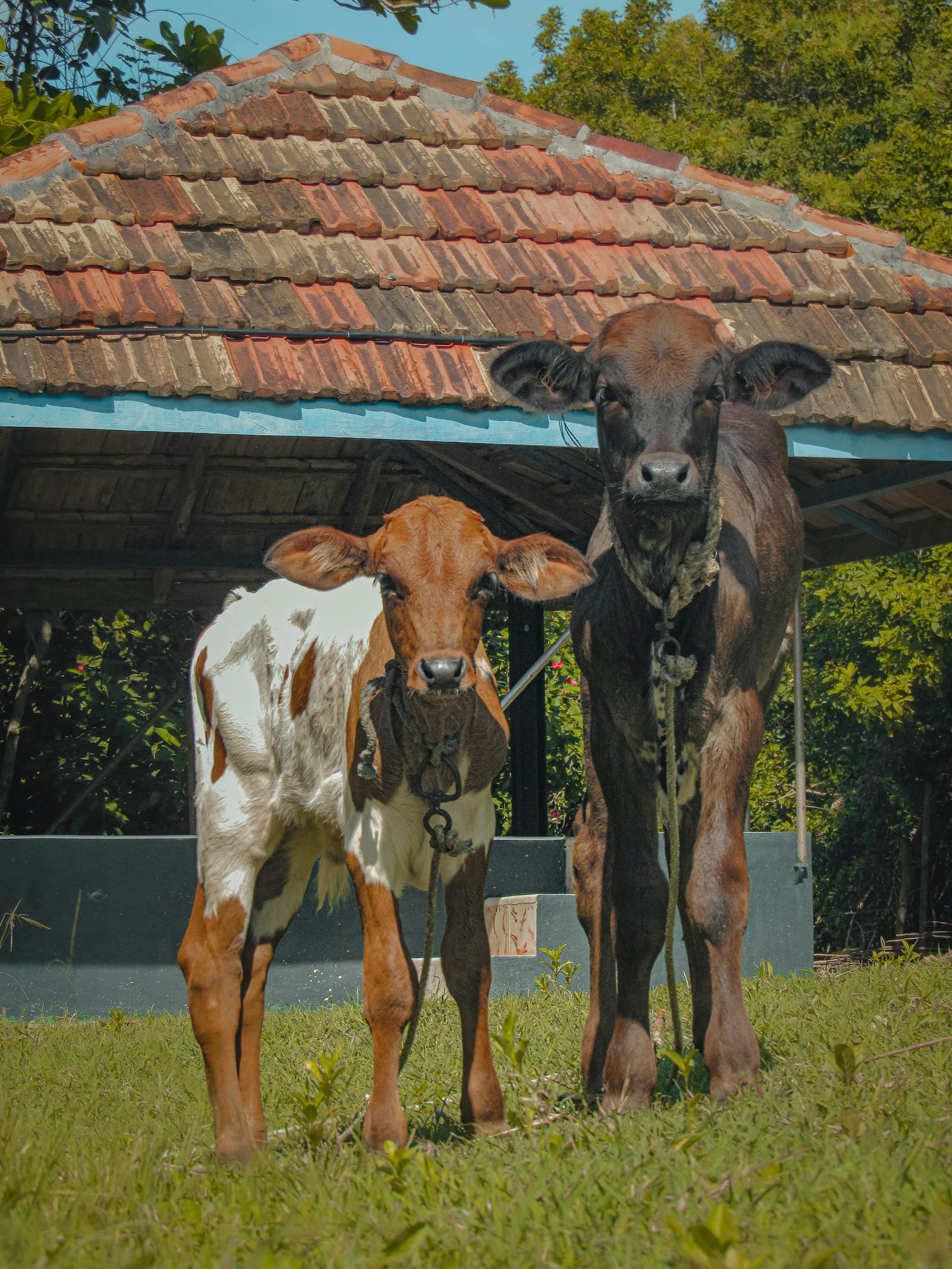 Farm Life Photos, Download The BEST Free Farm Life Stock Photos & HD Images