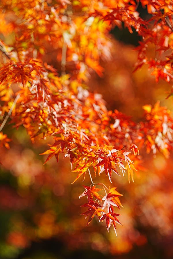 Maple Tree Photos, Download The BEST Free Maple Tree Stock Photos & HD ...