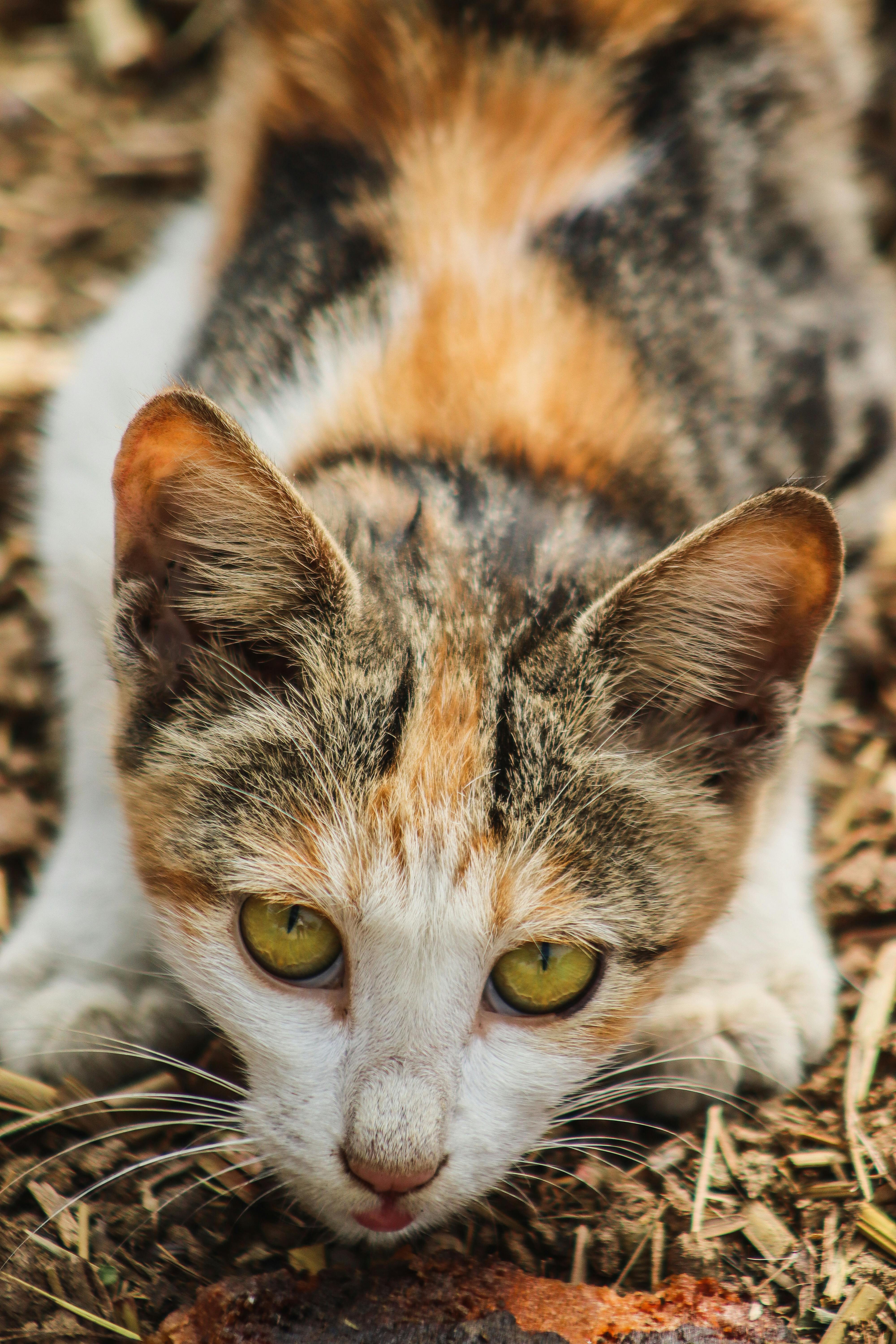 Scared Cat Photos, Download The BEST Free Scared Cat Stock Photos & HD ...