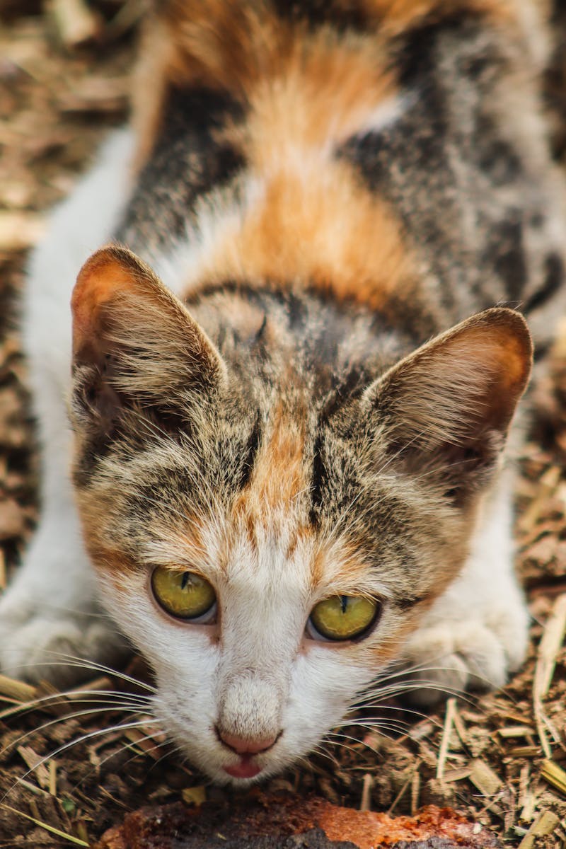 Scared Cat Photos, Download The BEST Free Scared Cat Stock Photos & HD ...