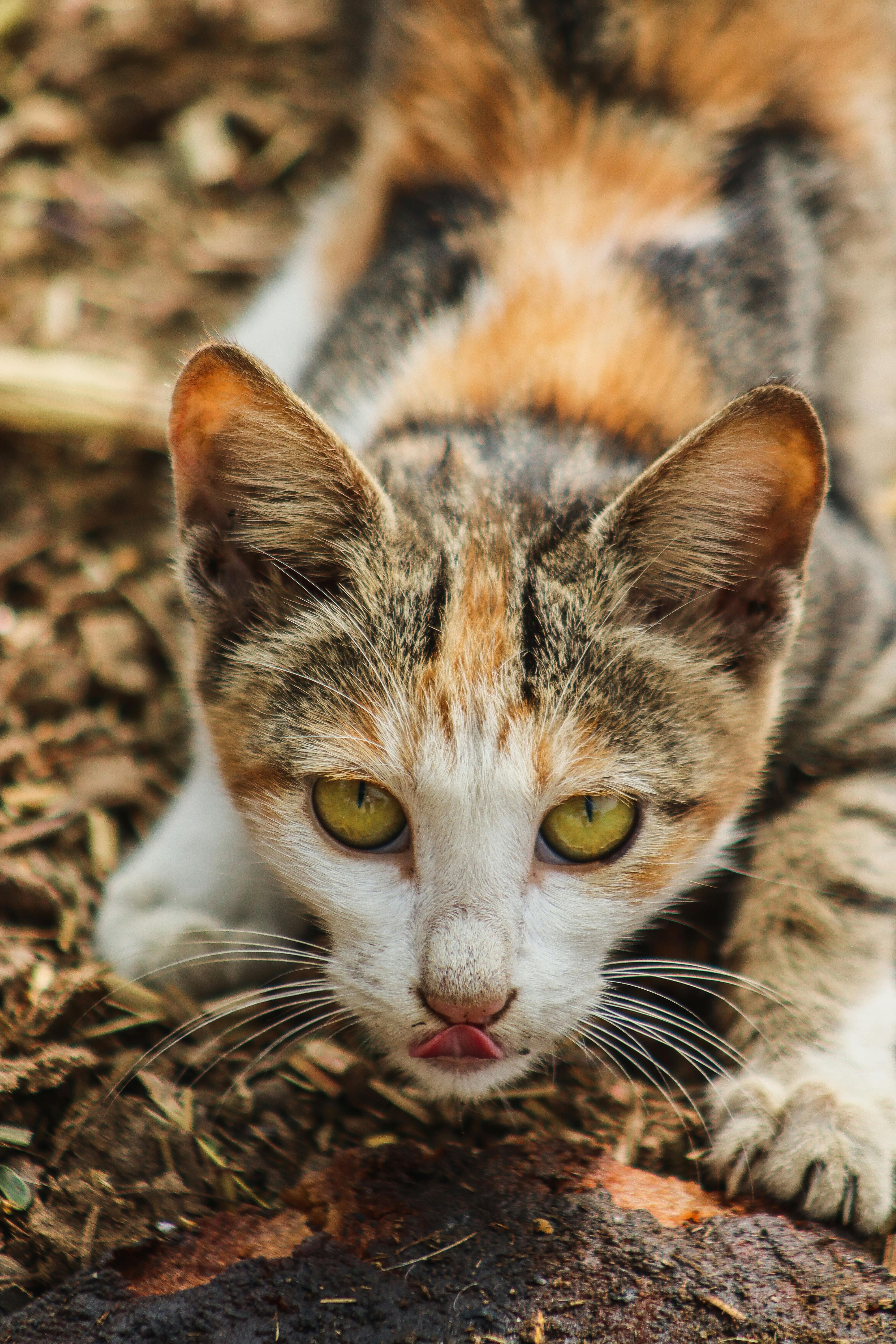 Mango Cat Photos, Download The BEST Free Mango Cat Stock Photos & HD Images