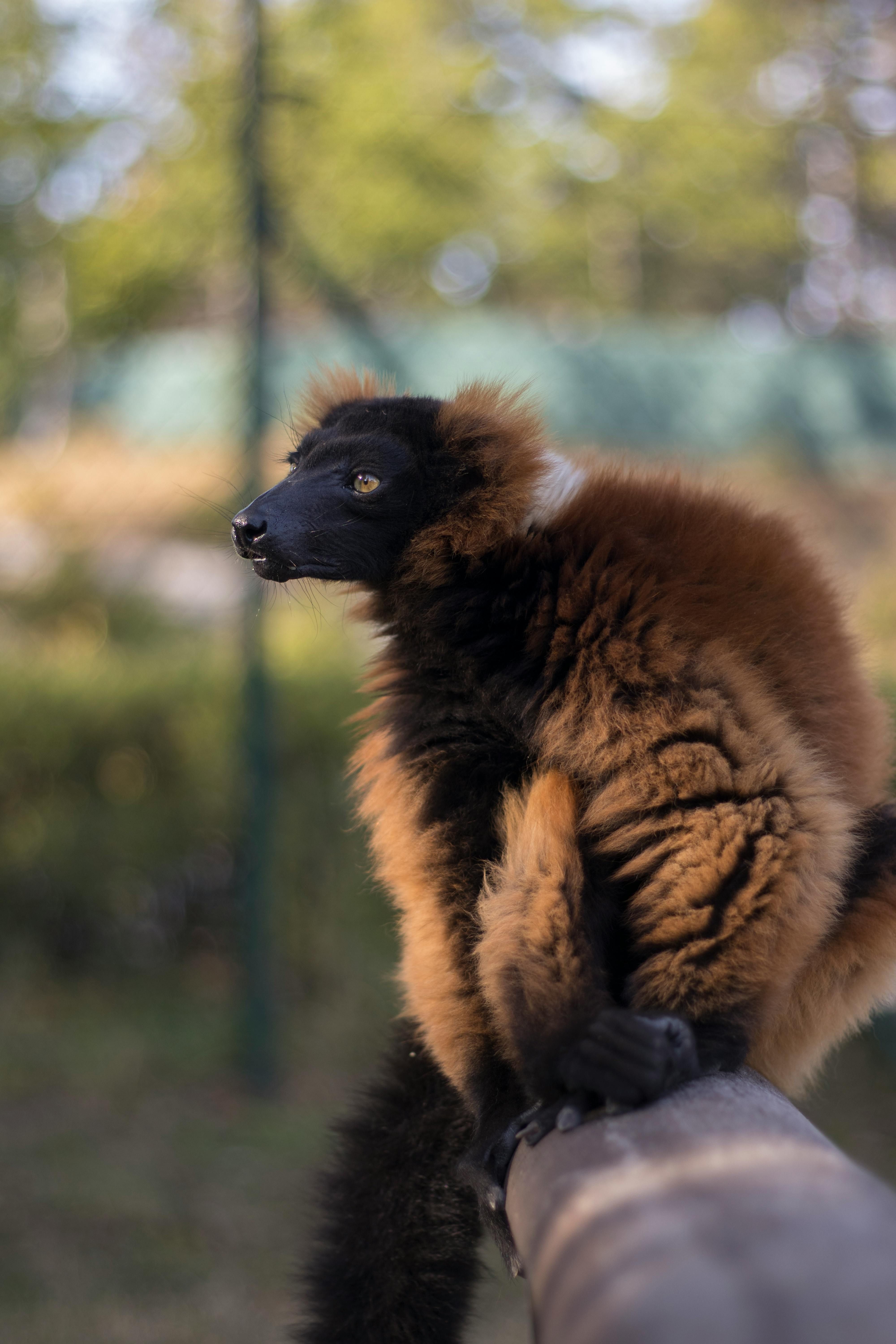 Red Ruffed Lemur Resting on a Wooden Rail in Nature · Free Stock Photo
