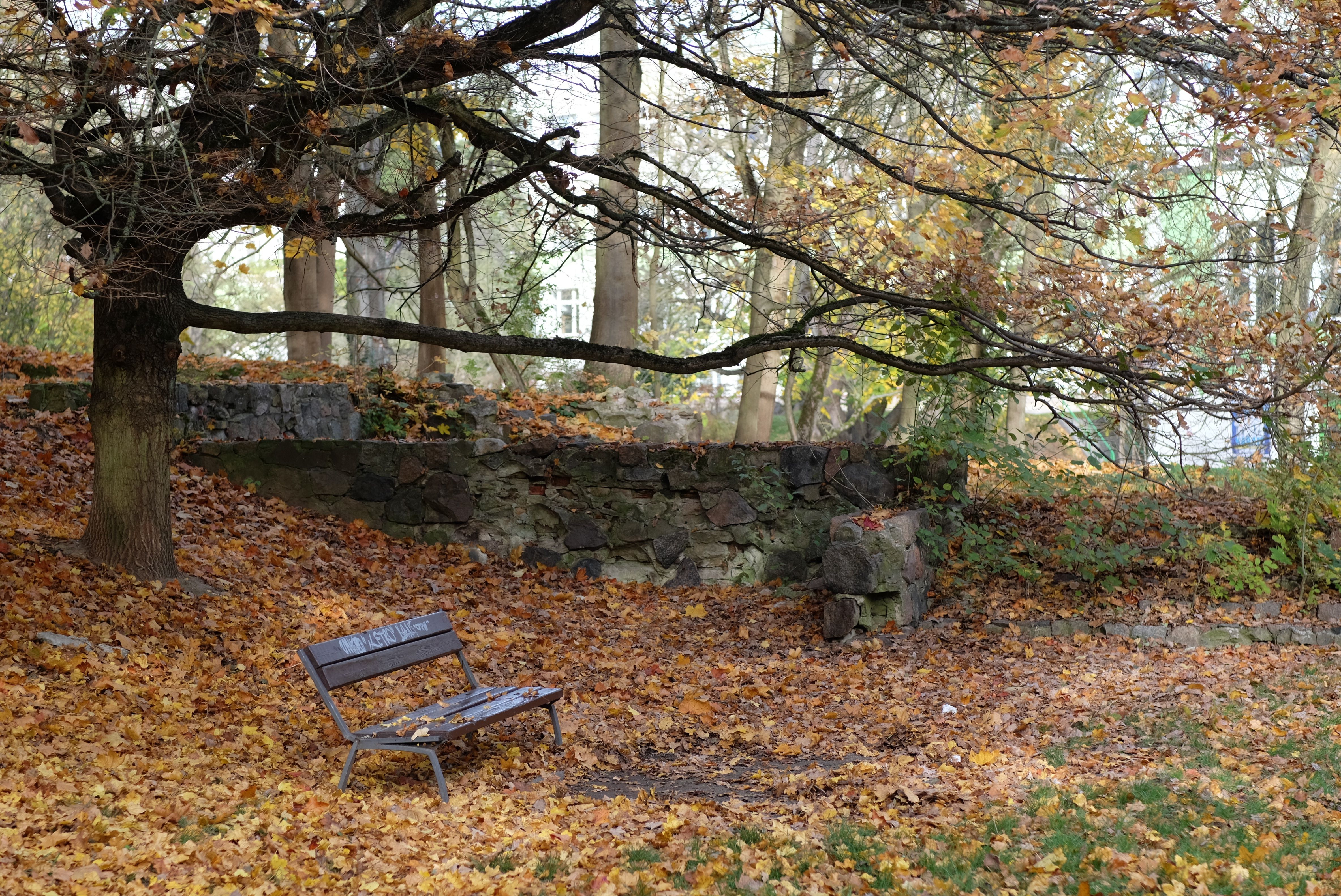 Peaceful Autumn Park Scene with Empty Bench · Free Stock Photo