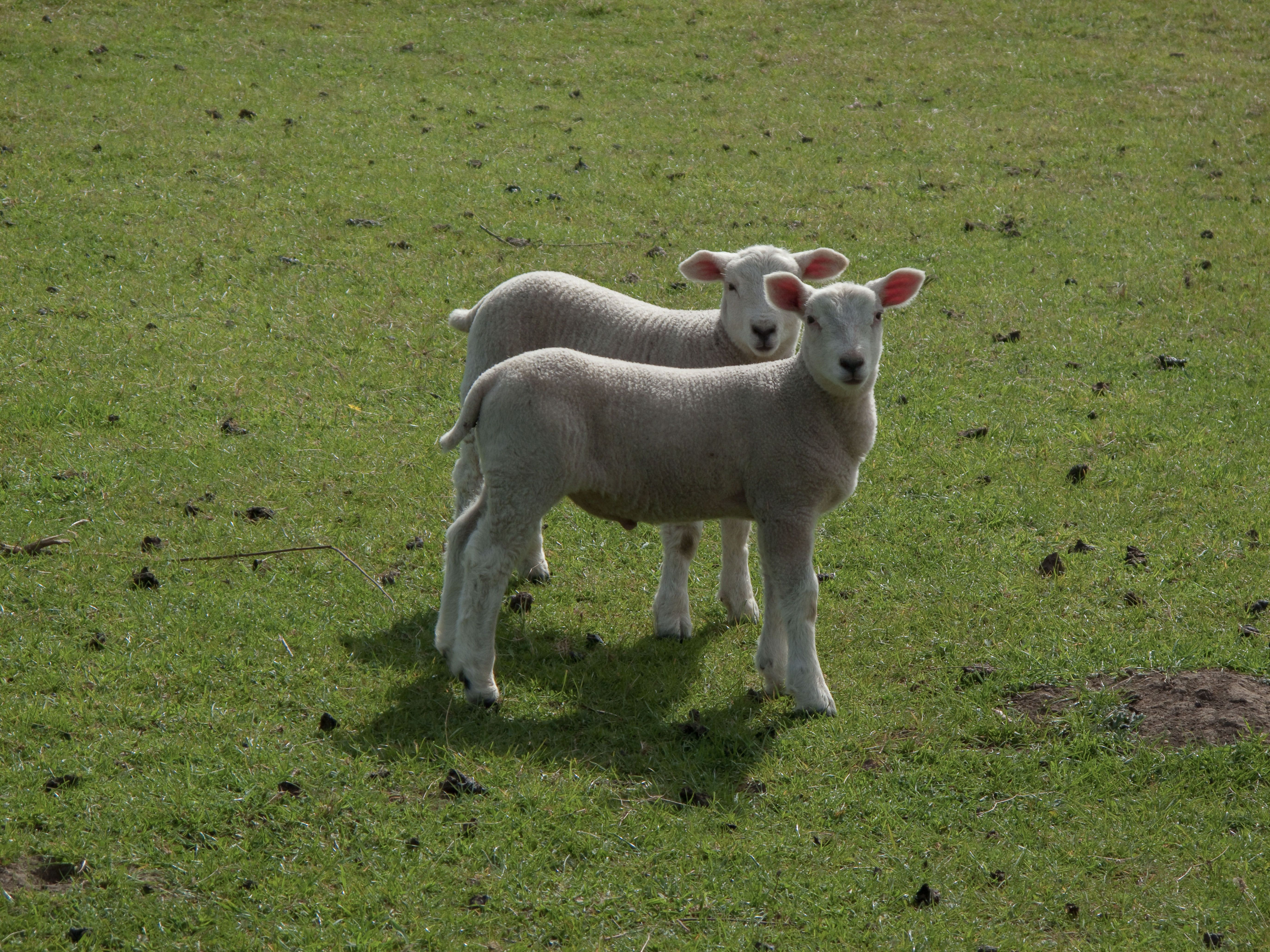 Two Lambs Grazing in a Lush Pasture Field · Free Stock Photo