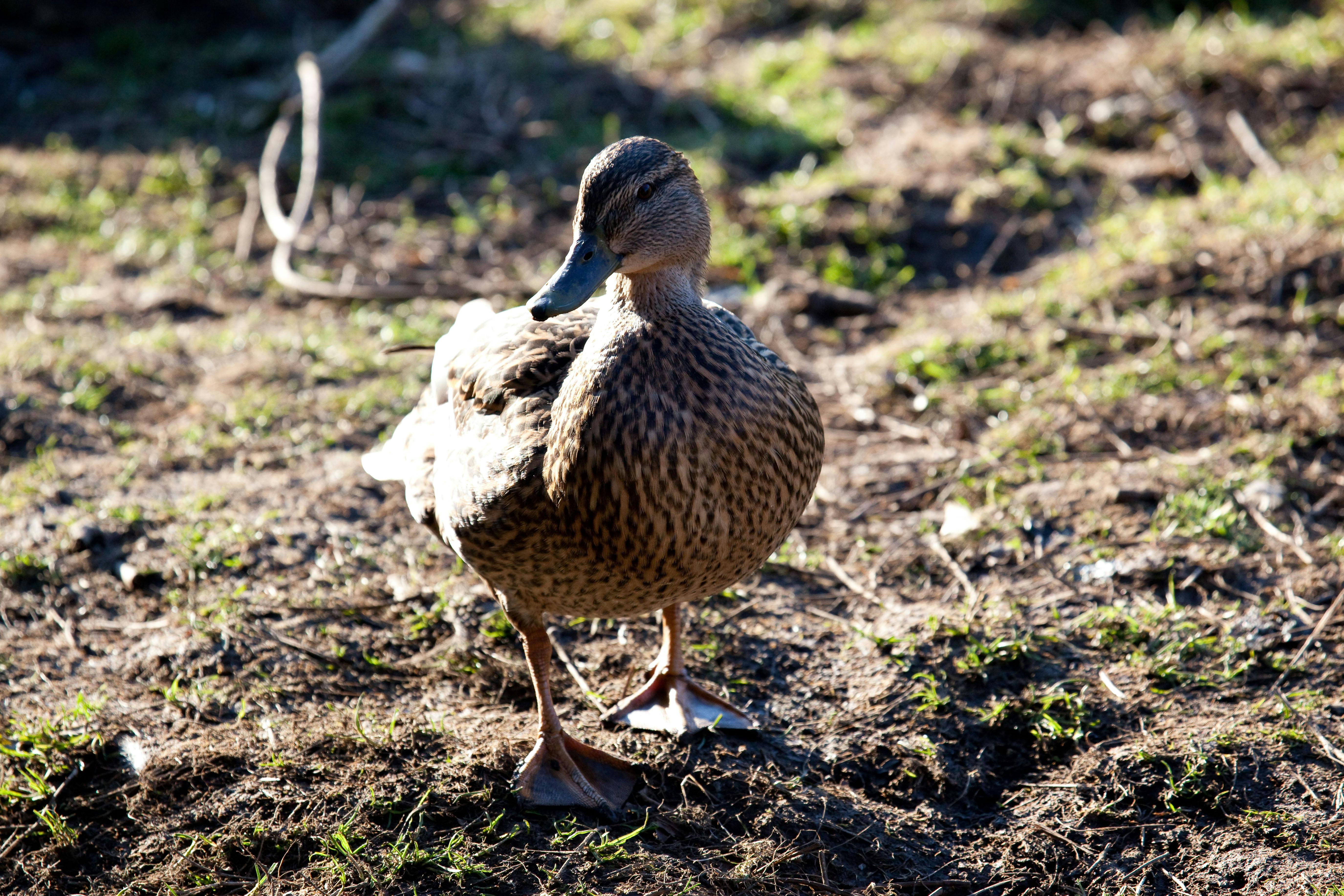 Close-Up of a Mallard Duck in Natural Habitat · Free Stock Photo