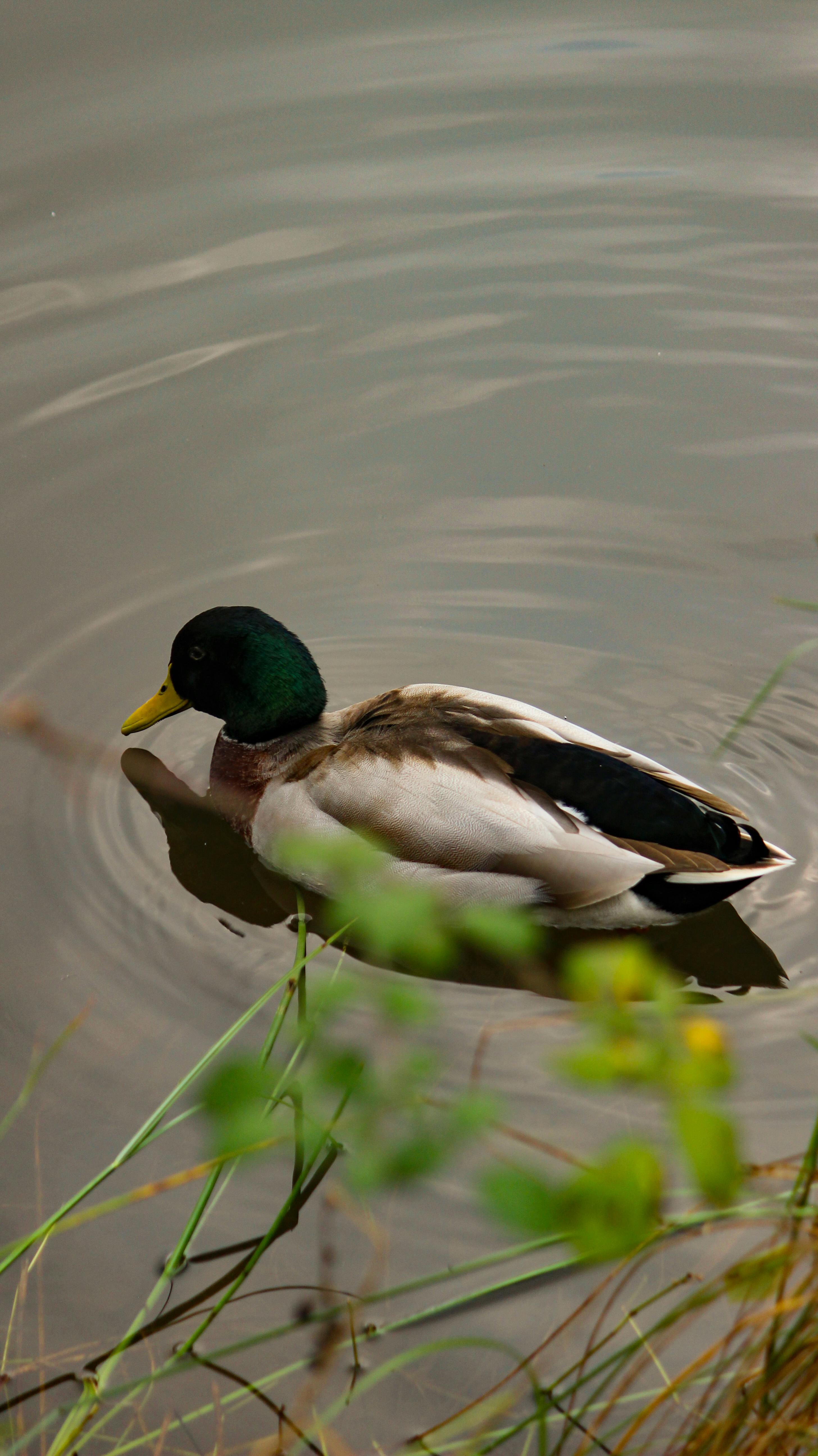 Mallard Duck Gliding on Serene Water Surface · Free Stock Photo