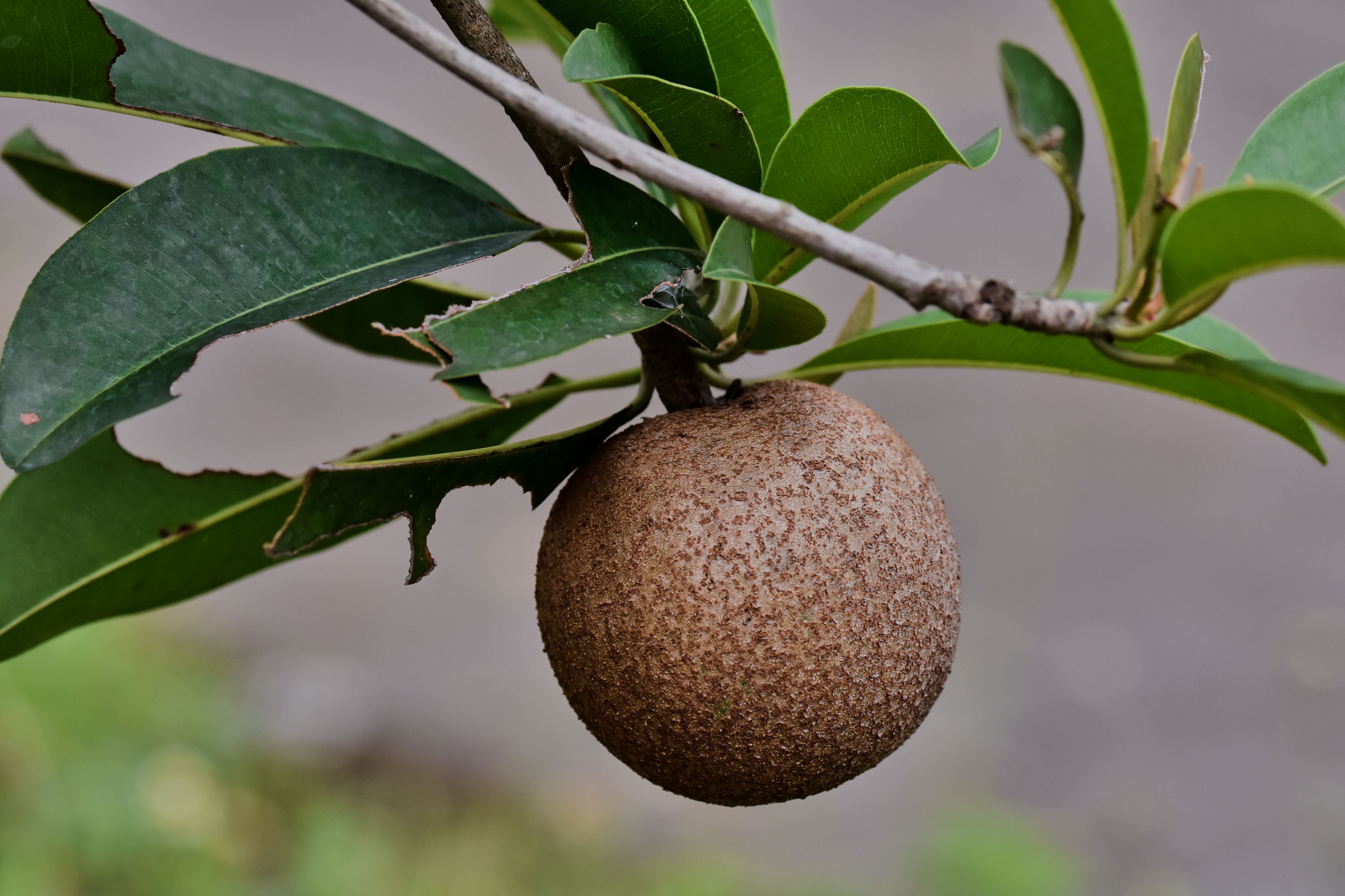 Primer Plano De La Fruta De Níspero En Una Rama Al Aire Libre · Foto de ...