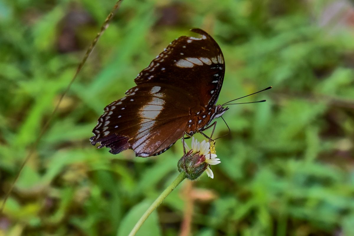 Brown Butterfly Photos, Download The BEST Free Brown Butterfly Stock ...