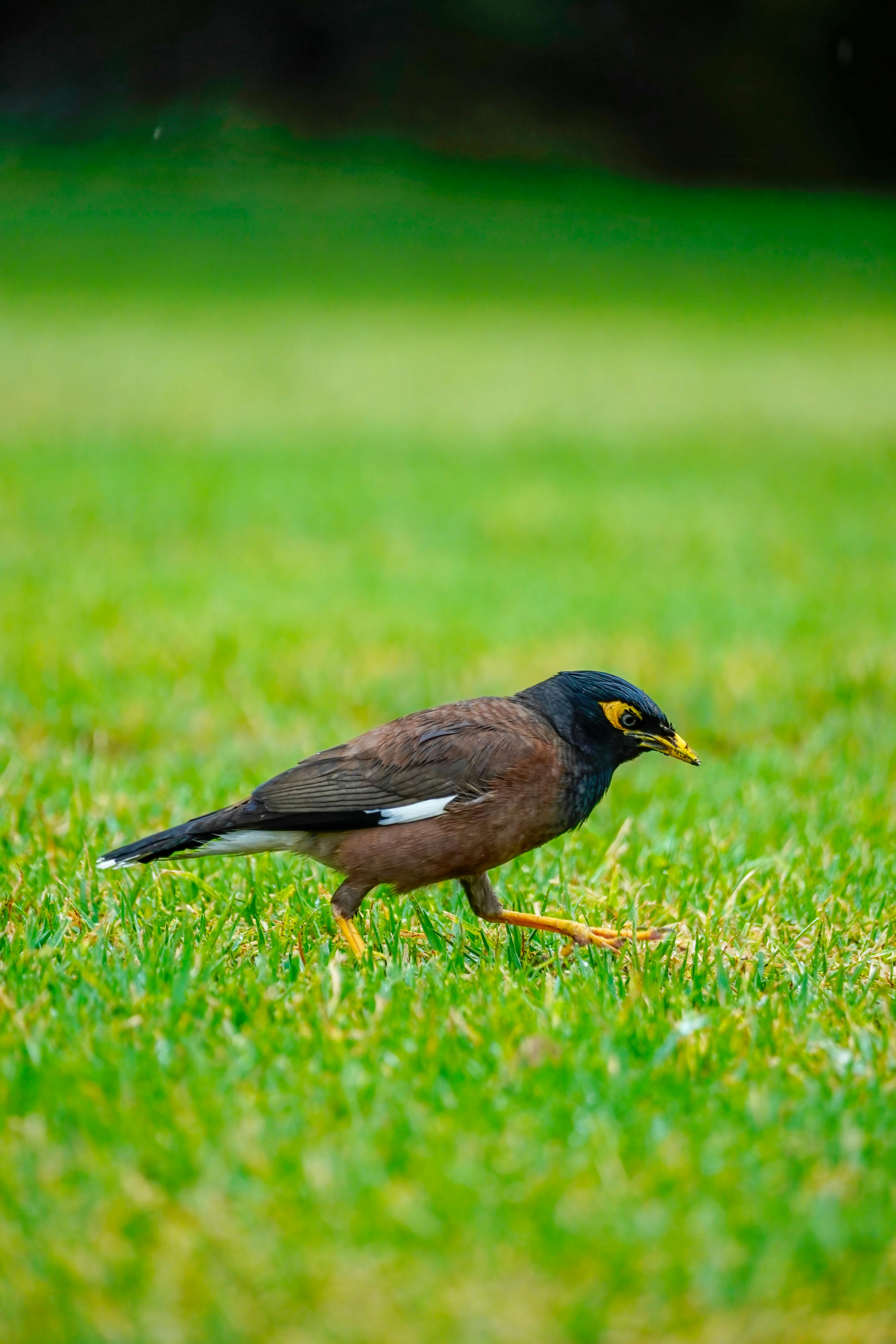 Common Myna Walking on Lush Green Grass · Free Stock Photo