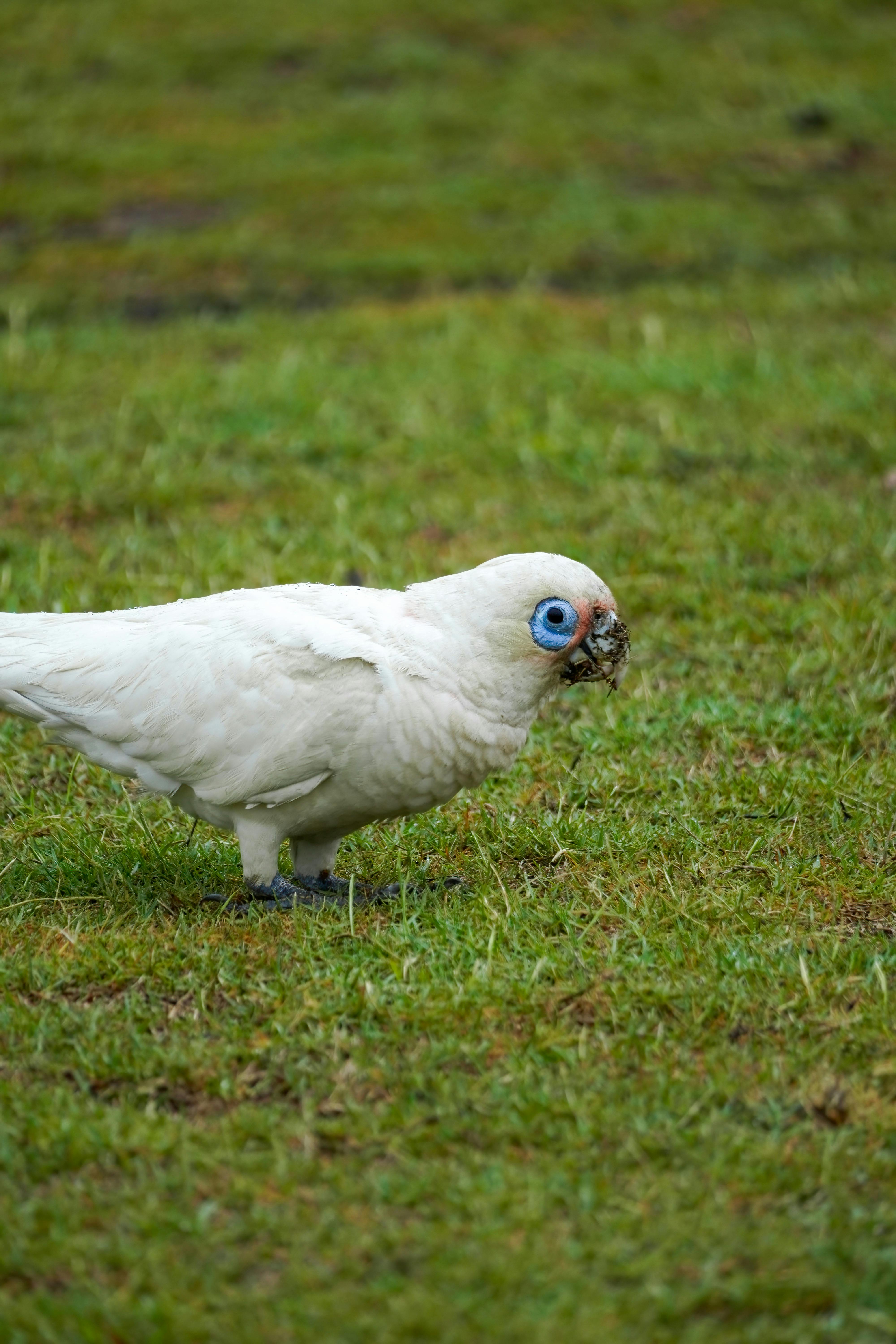 Little Corella Bird on Green Grass Seeking Food · Free Stock Photo