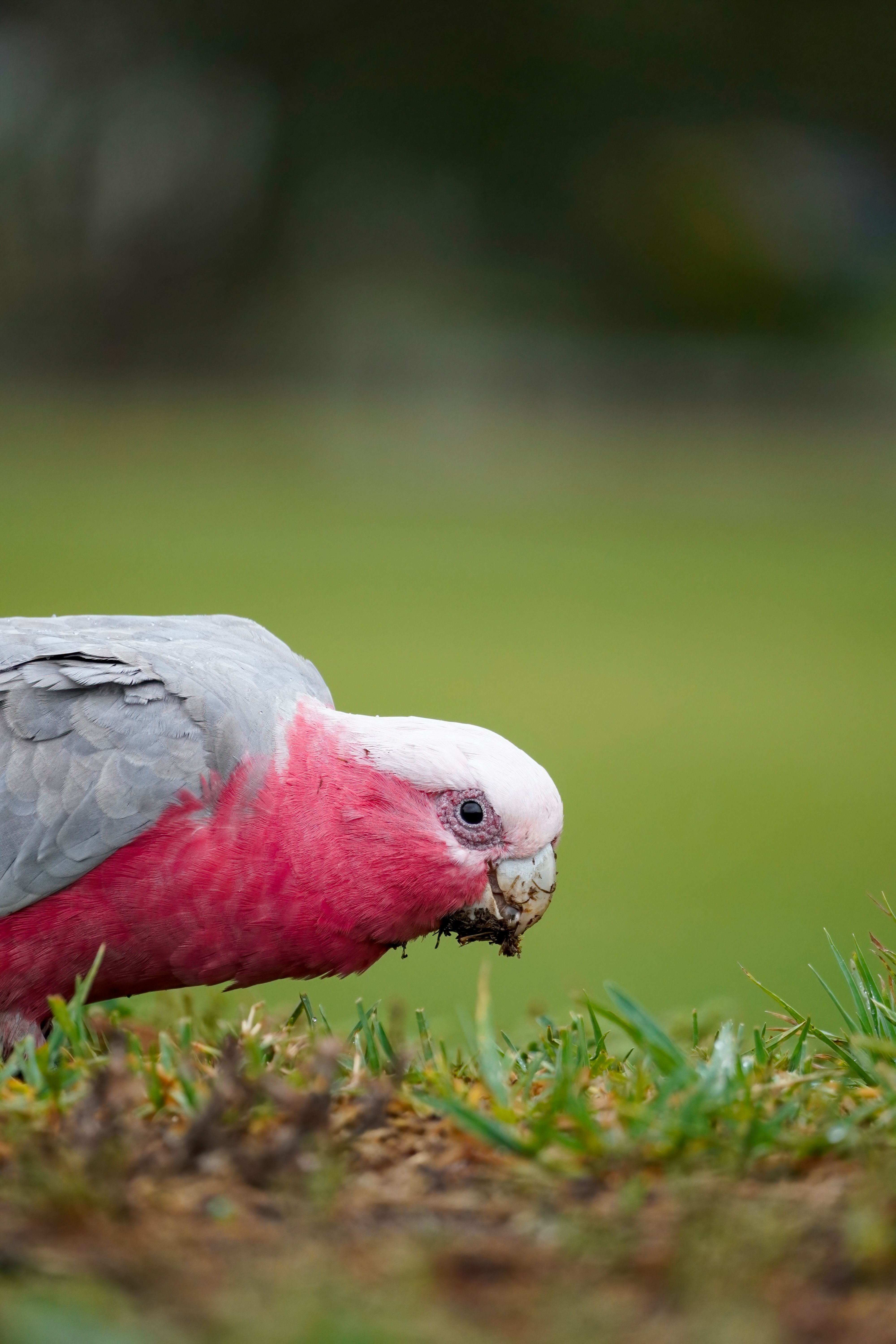 Close-up Shot of a Galah in Natural Habitat · Free Stock Photo