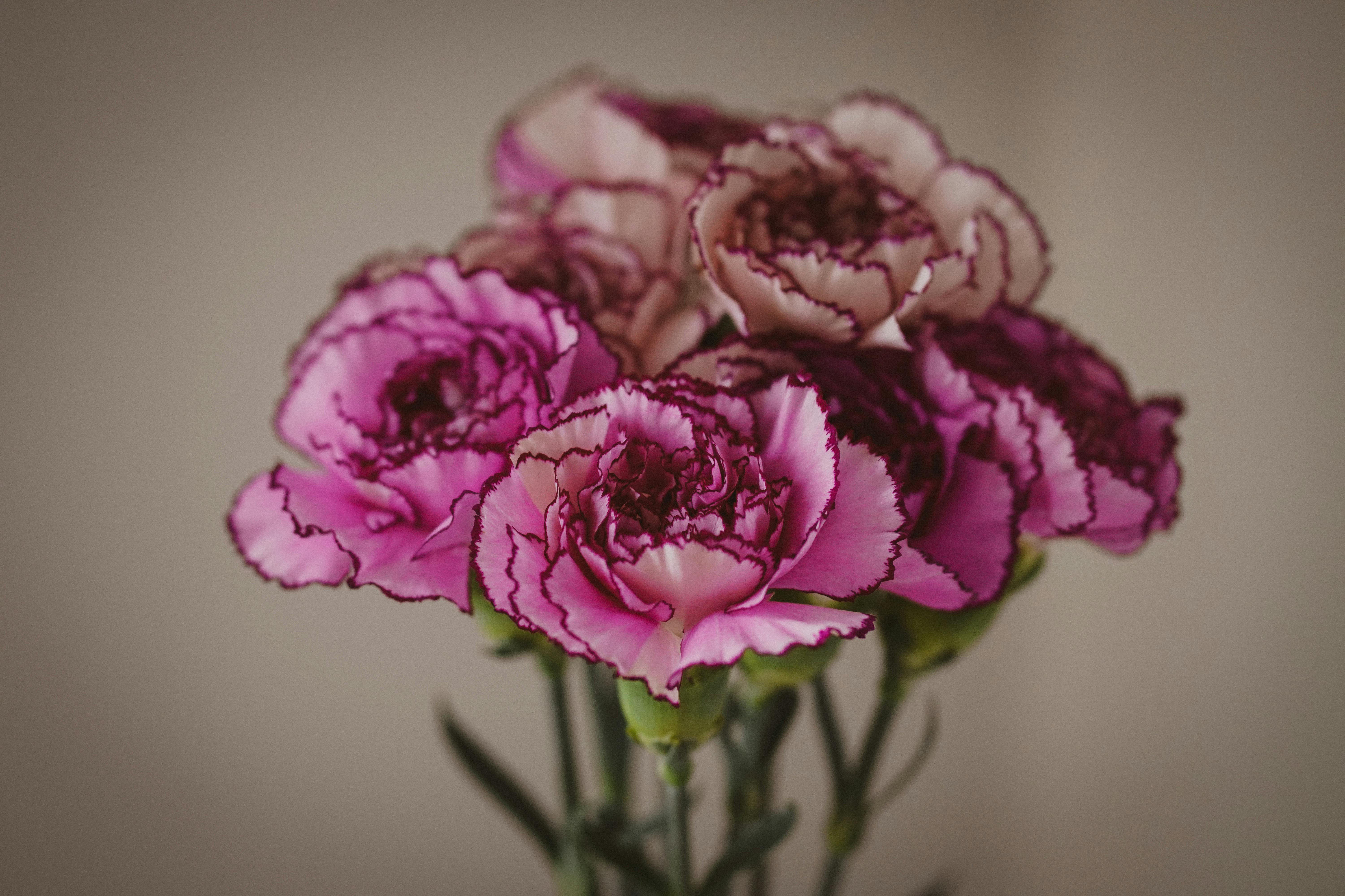 Primer Plano De Un Ramo De Claveles De Color Rosa Intenso · Foto de ...
