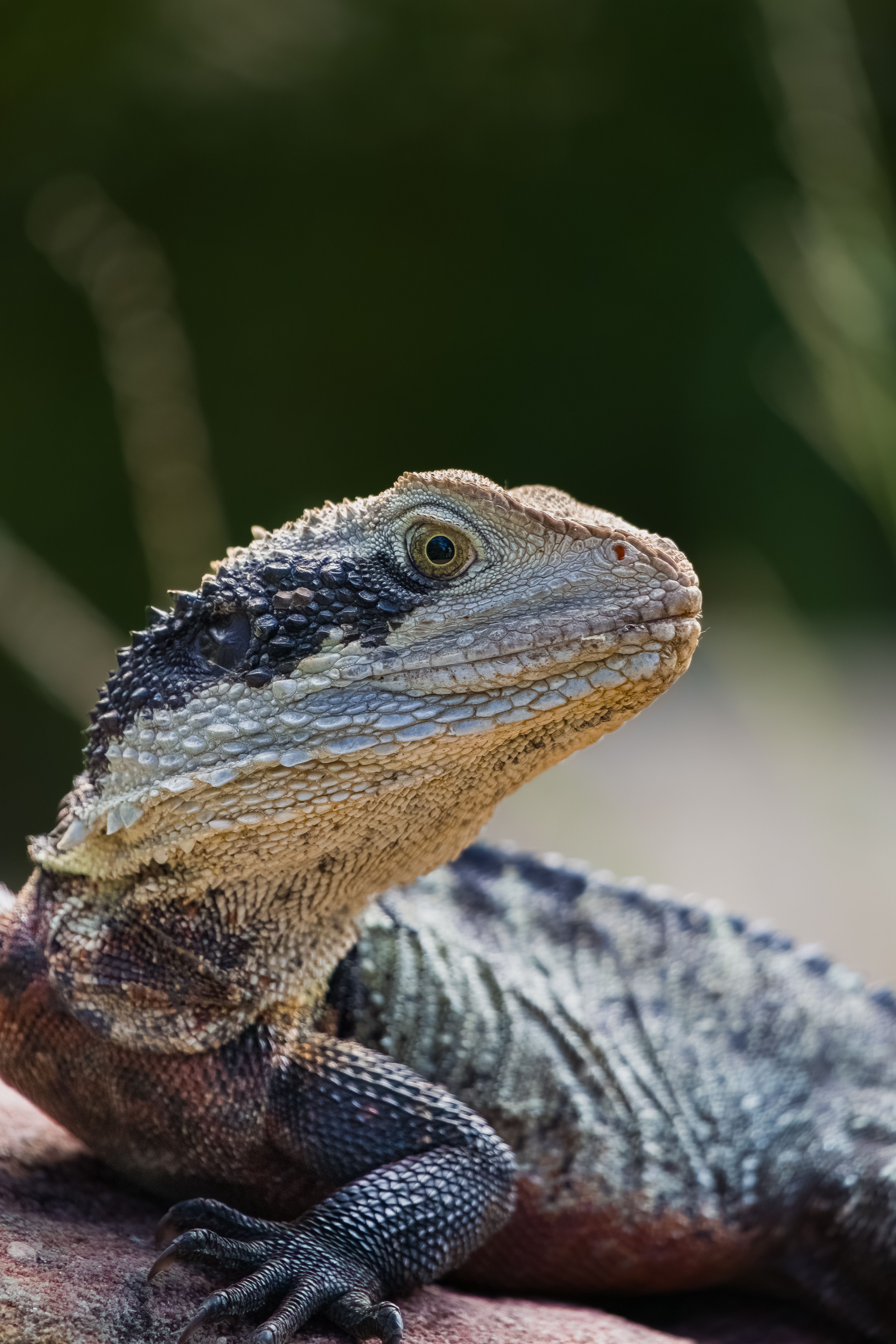 Close-up of Eastern Bearded Dragon Lizard Outdoors · Free Stock Photo