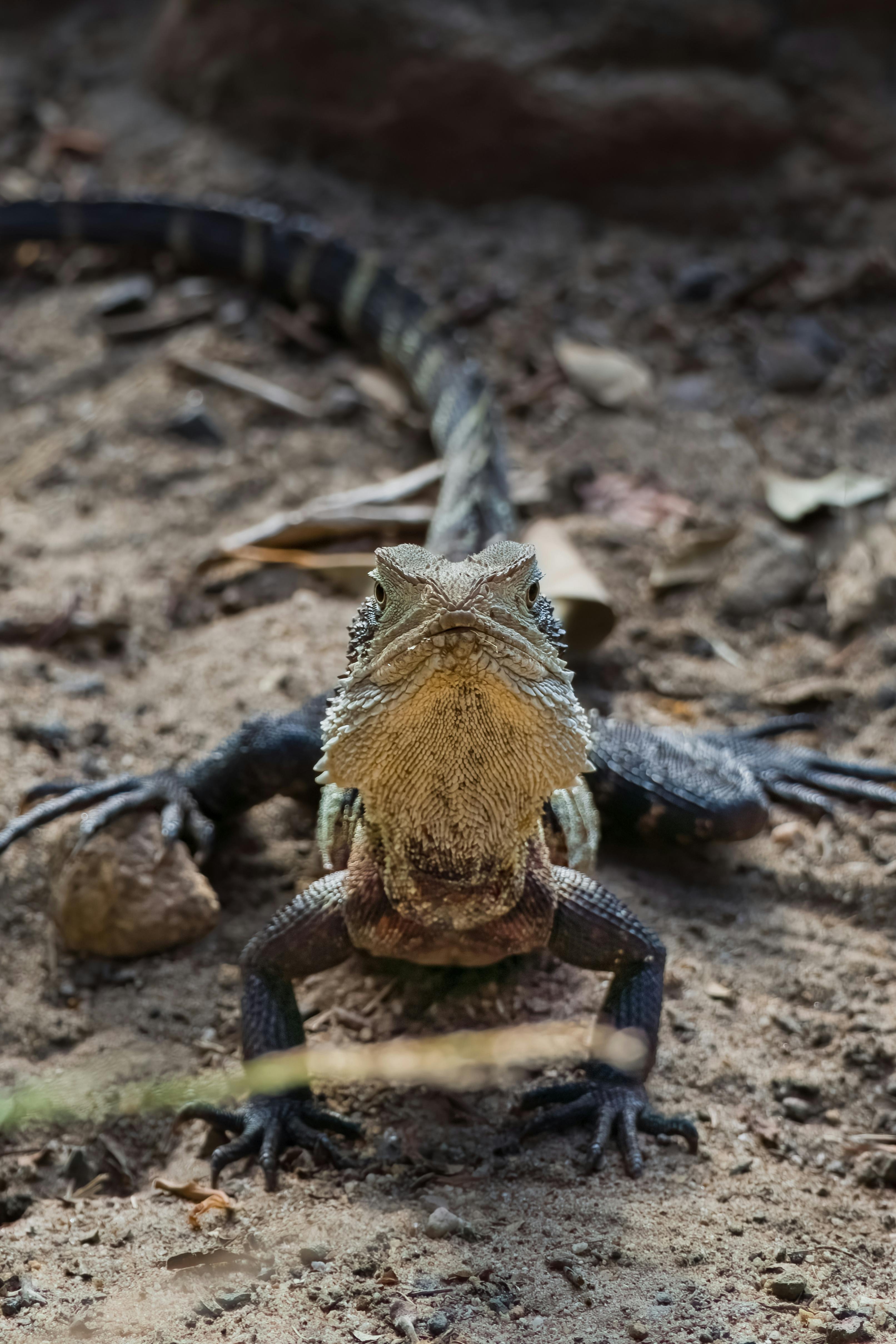 Lizard Tail Photos, Download The BEST Free Lizard Tail Stock Photos ...
