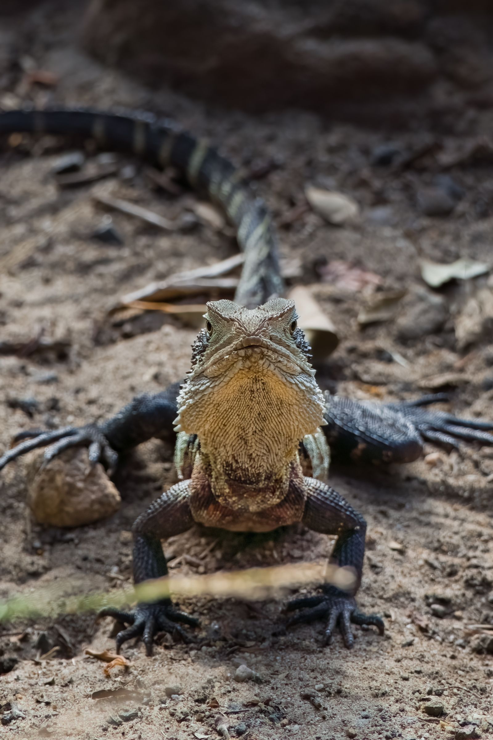 Lizard Tail Photos, Download The BEST Free Lizard Tail Stock Photos ...