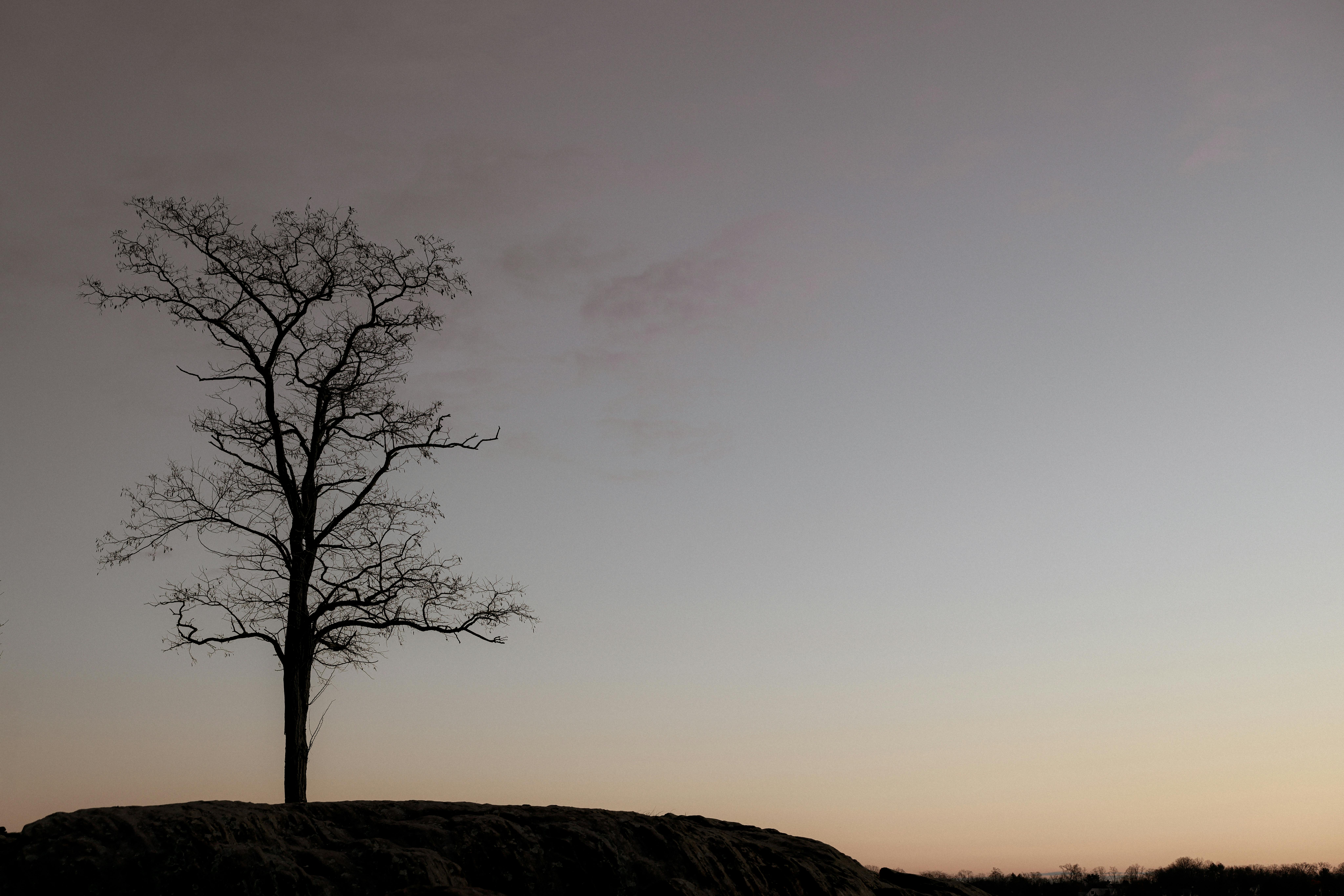 Lone Tree at Twilight in Stamford, CT · Free Stock Photo