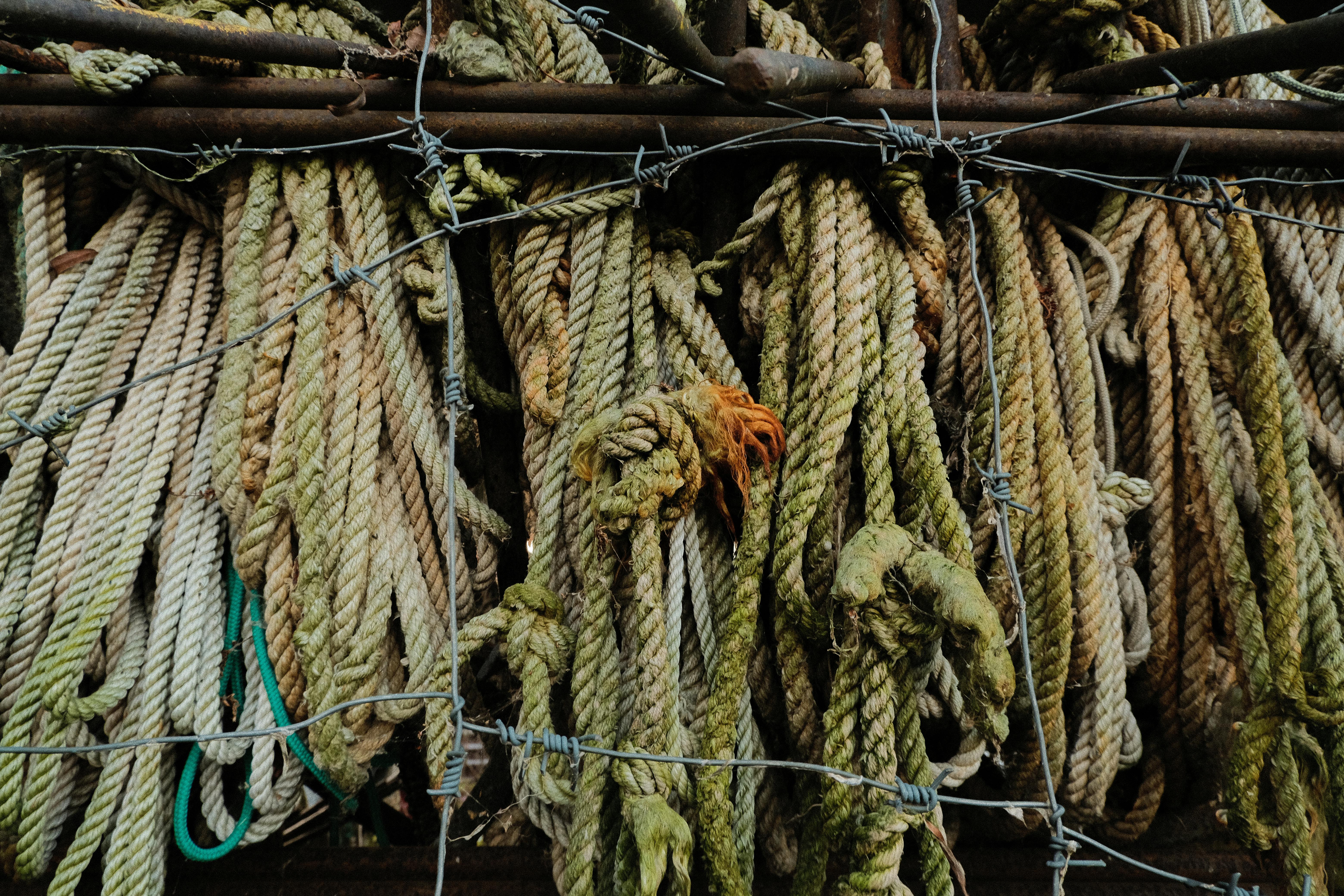 Ropes Covered with Moss in Kaliningrad · Free Stock Photo
